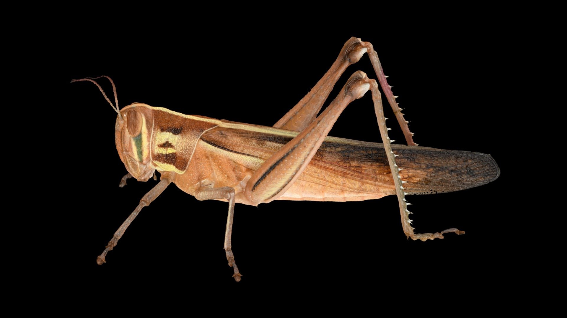 ツチイナゴ ♀ Japanese Locust, Patanga japonica - Download Free 3D model by ...