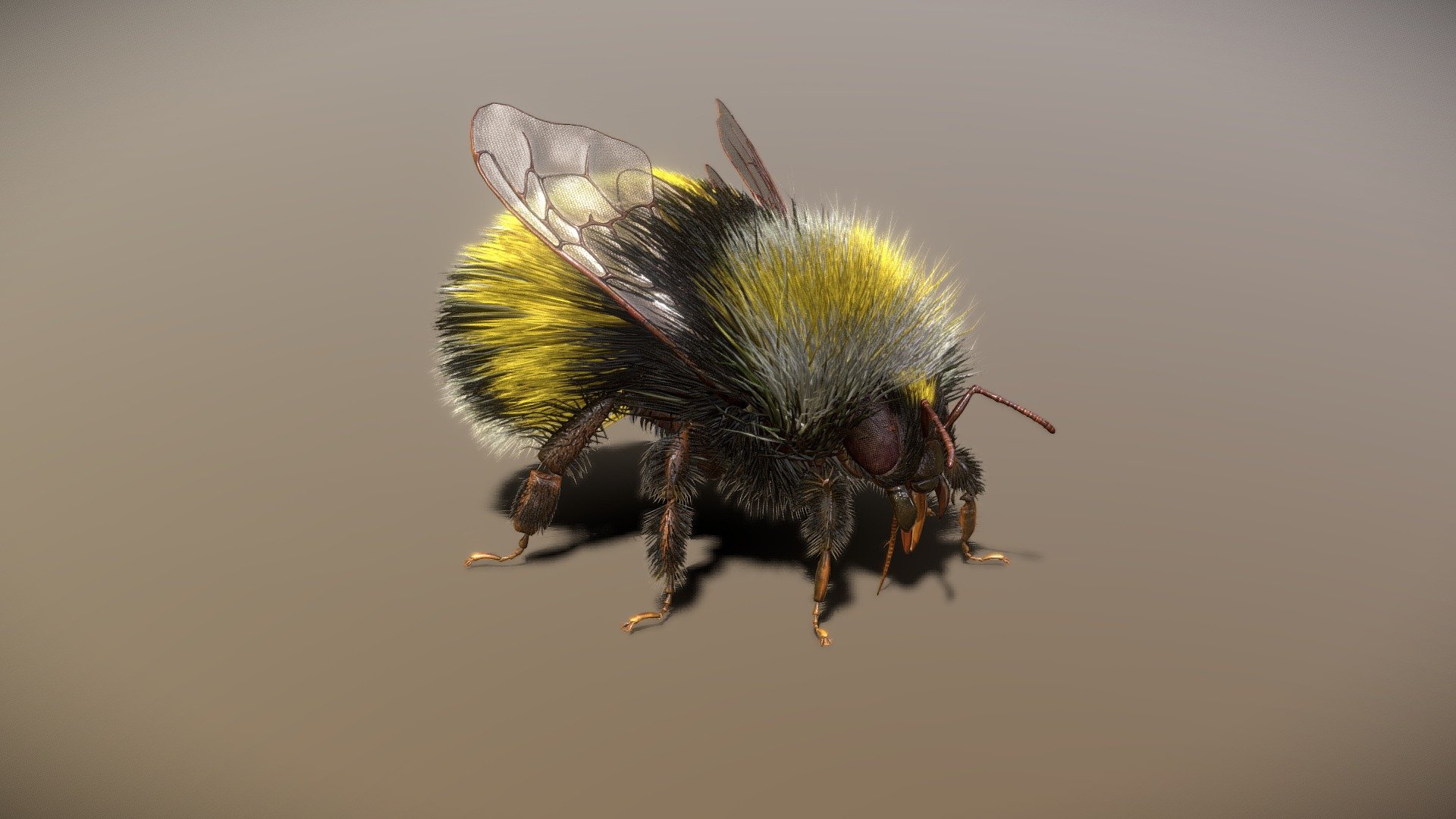 BumbleBee Rigged PBR - Buy Royalty Free 3D model by Ev_M (@evgeniym ...