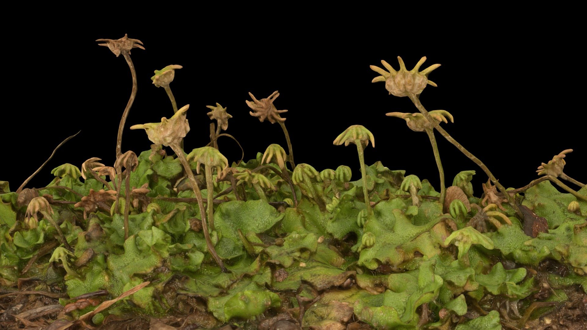ゼニゴケ Common Liverwort, Marchantia polymorpha - Download Free 3D model ...