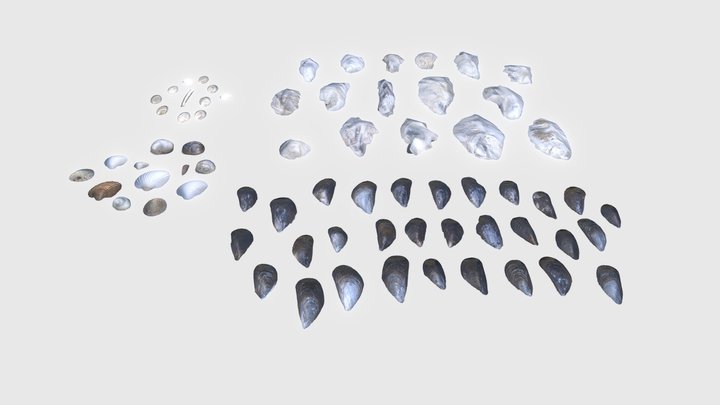 Mussel 3D models - Sketchfab