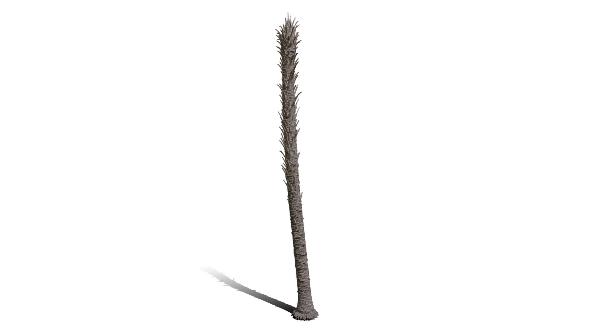 Realistic HD Date palm (72/78) - Download Free 3D model by PlantCatalog ...
