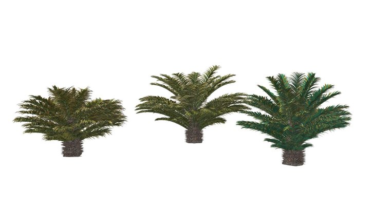 Cycas 3D models - Sketchfab