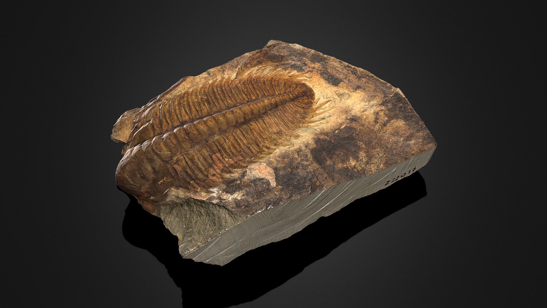 3D Scan | Trilobite | PS - 3D model by paul_safko [9172c11] - Sketchfab