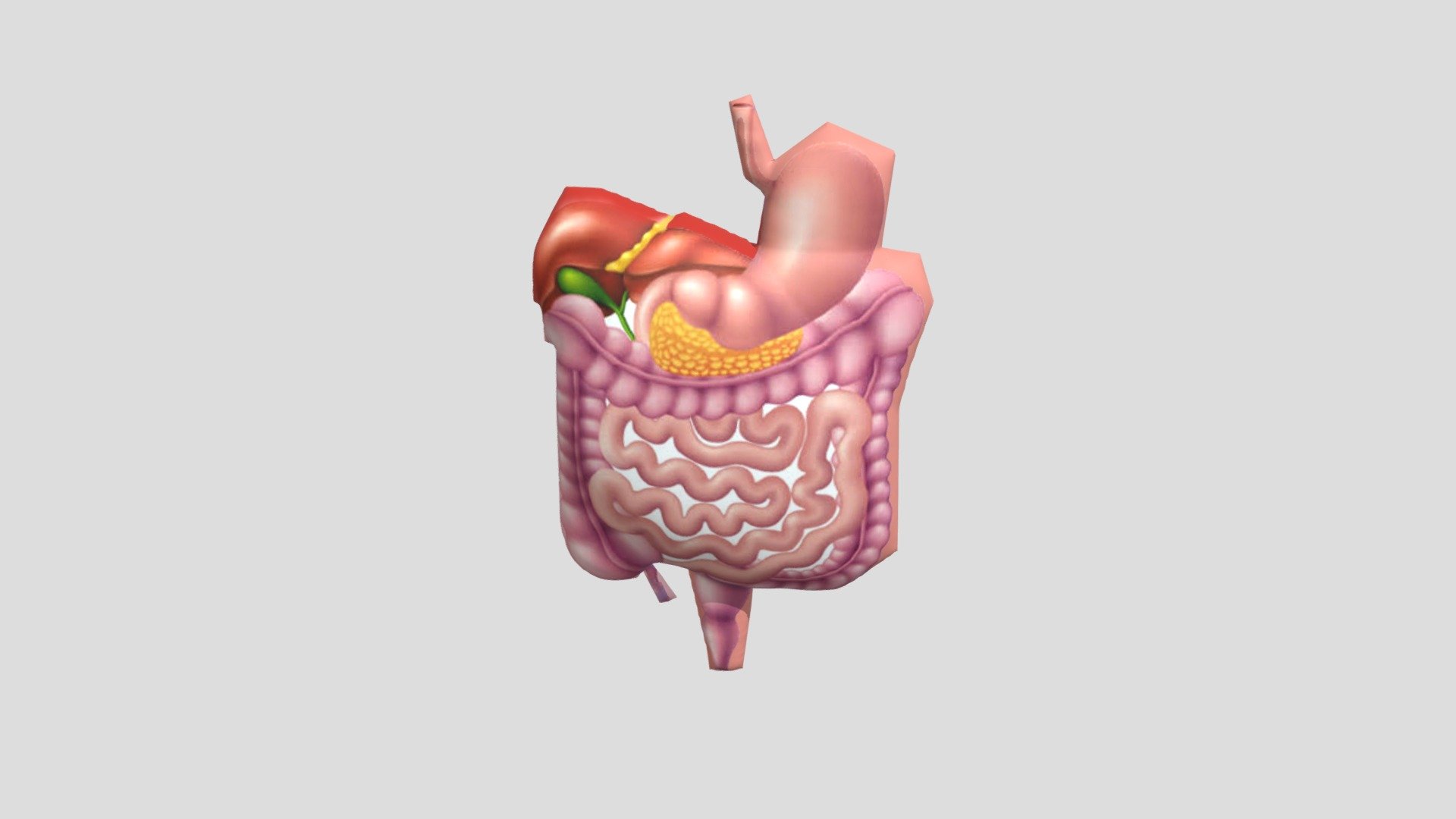 Organ Manusia - Download Free 3D model by nopval [917868a] - Sketchfab