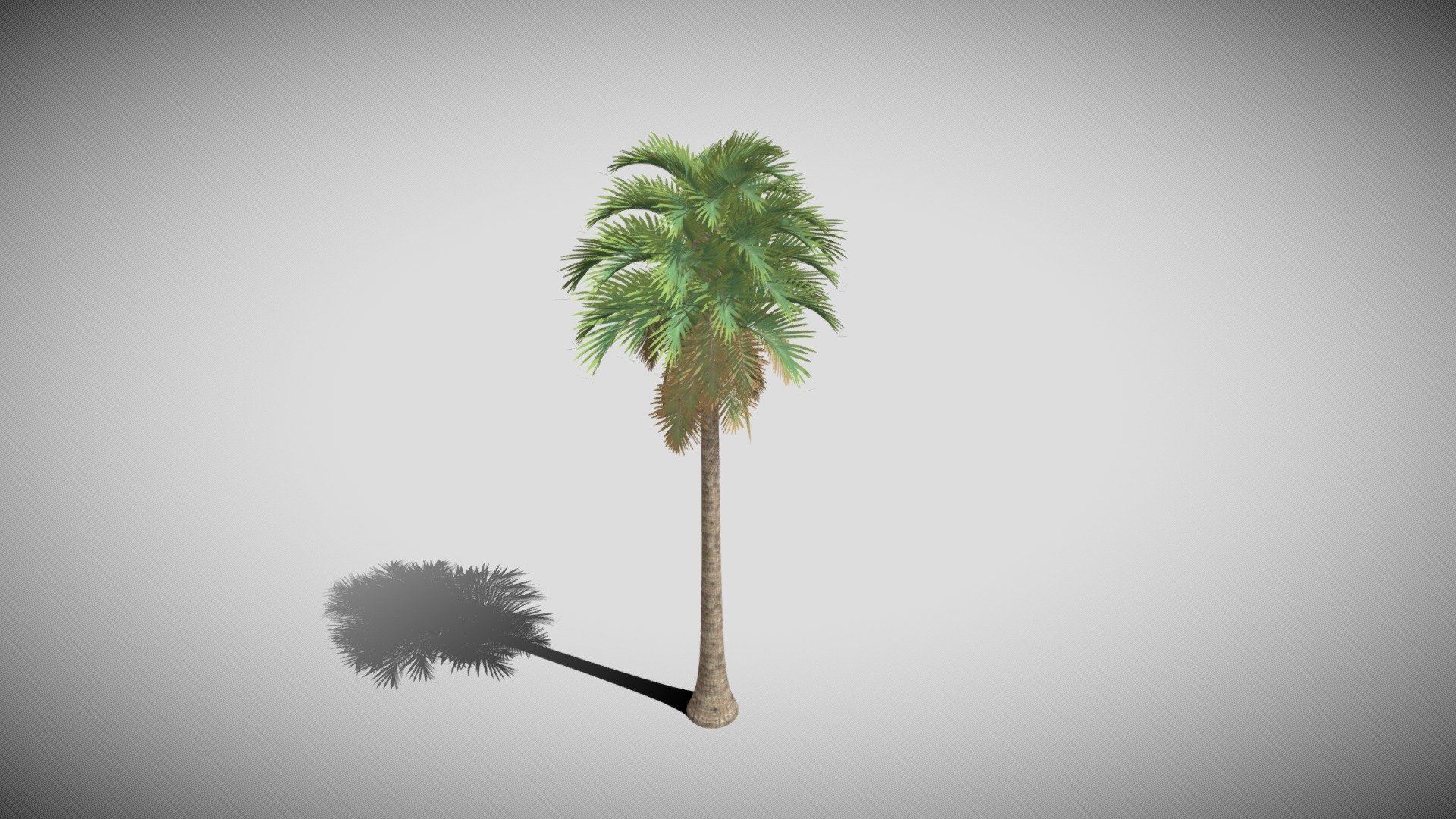 Realistic Palm Tree 4 Free - Download Free 3D model by Next Spring ...