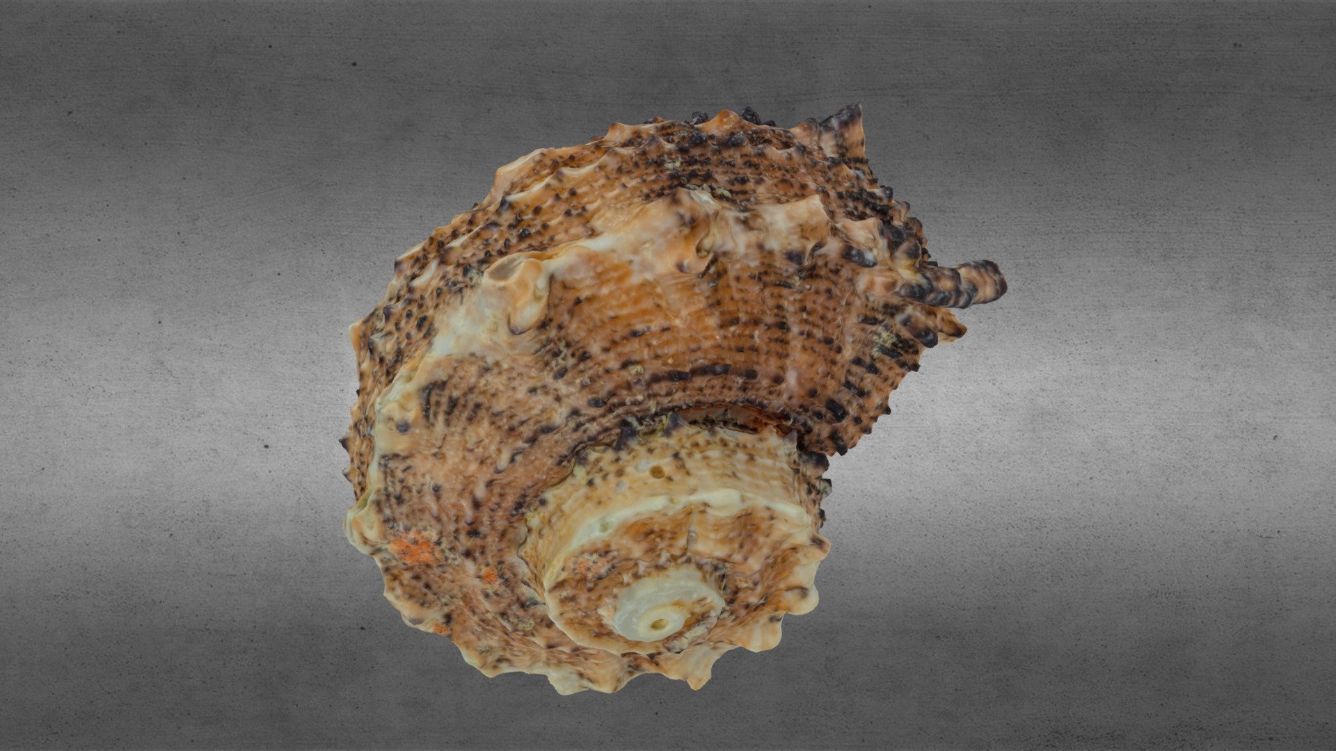 Apple Murex Shell 3d scan - Buy Royalty Free 3D model by Gregory Arbit ...