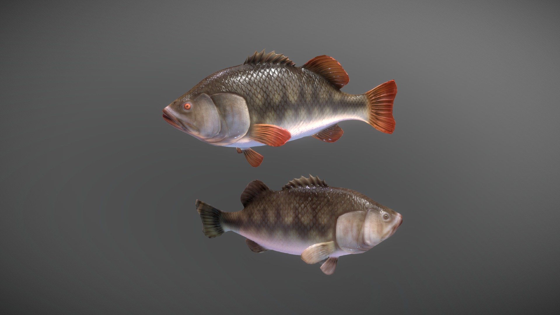 Largemouth Bass - Realistic - Animated - Buy Royalty Free 3D model by ...