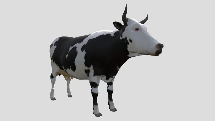 Cattle 3D models - Sketchfab