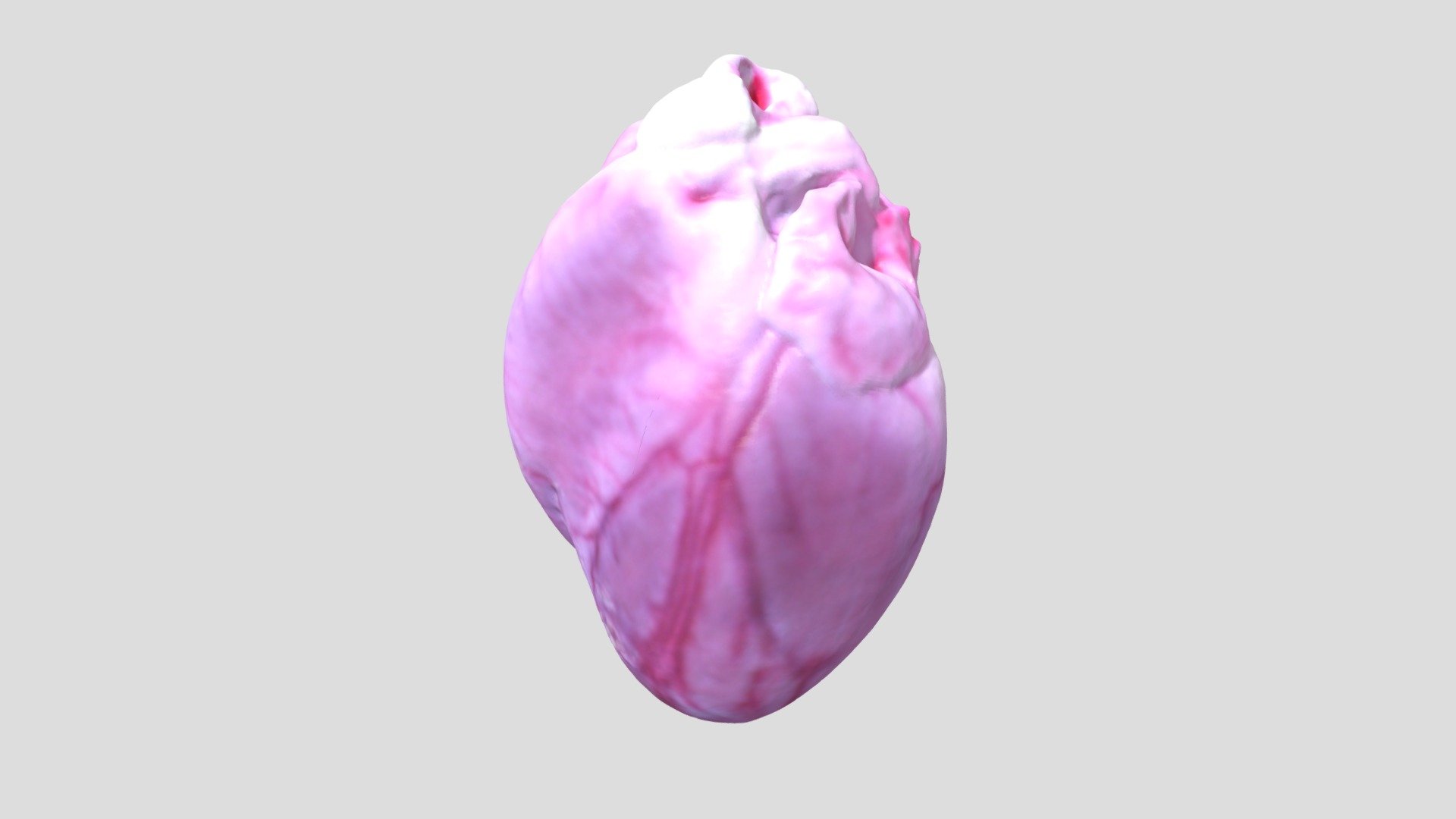 Heart (cat) - 3D model by University of Sarajevo - Veterinary faculty ...