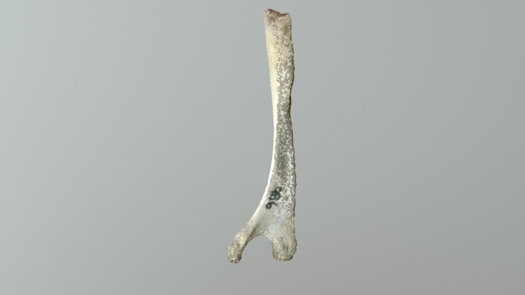 Turkey rib (VCU_3D_986) - Download Free 3D model by Virtual Curation ...