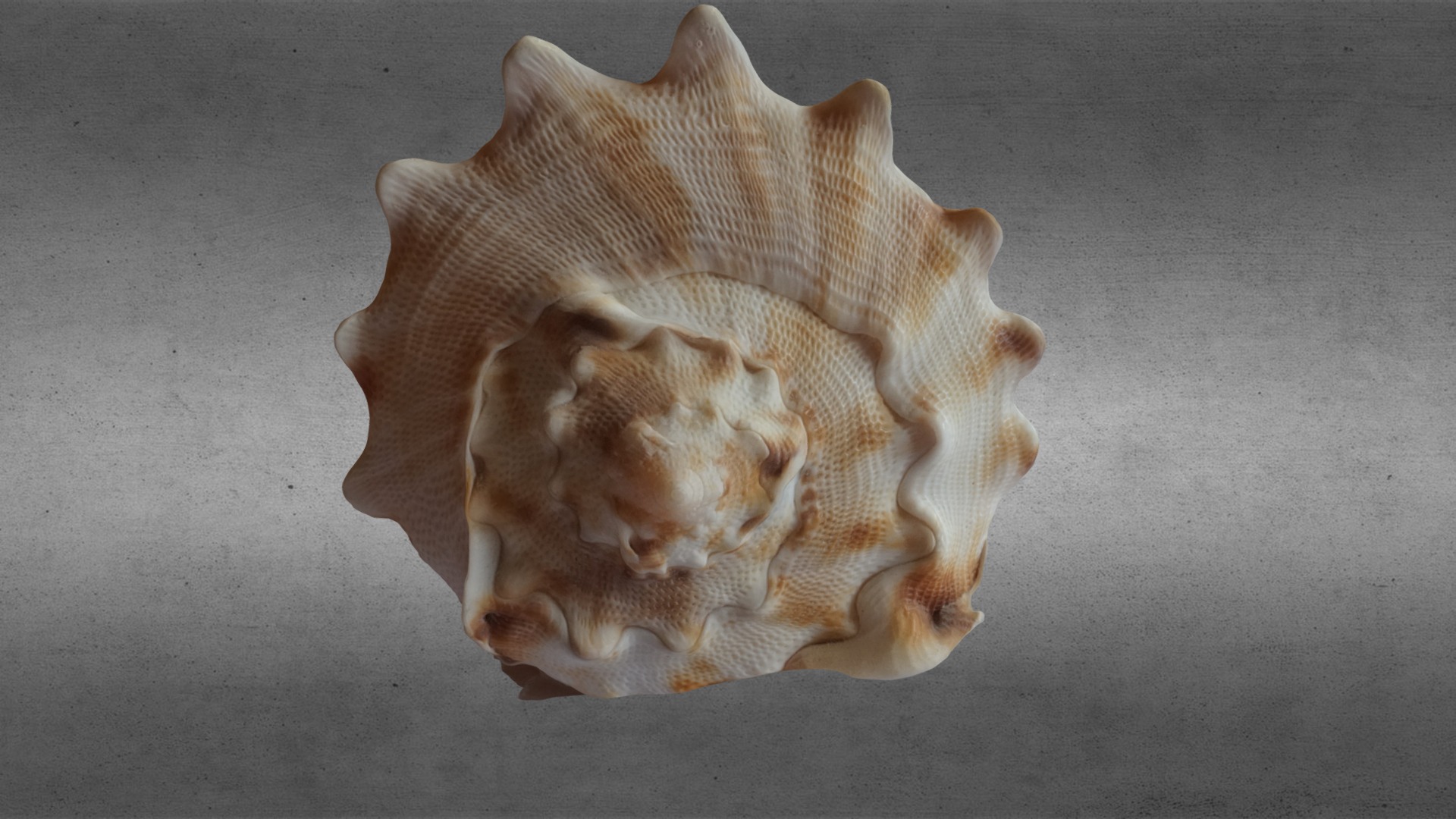 Muschel - 3D model by Thomas.Steffen [91a00a6] - Sketchfab