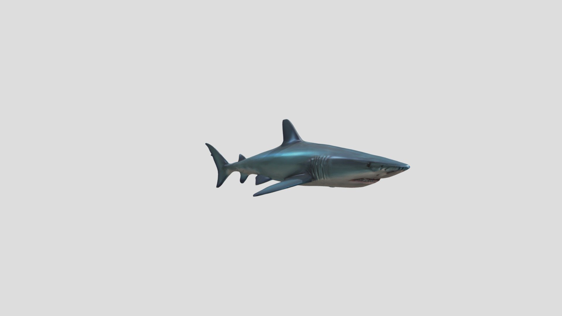 Shark Realistic - Download Free 3D model by locvin [91a3615] - Sketchfab