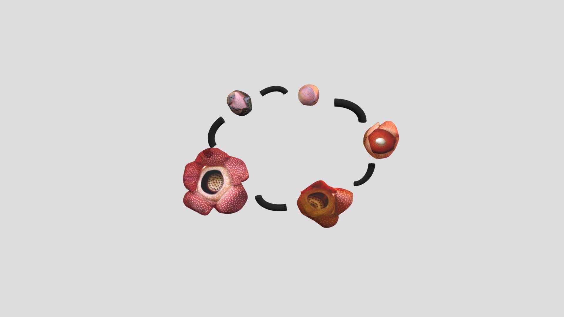 Lifecycle Rafflesia Arnoldii - 3D model by vadella [91a4a7e] - Sketchfab