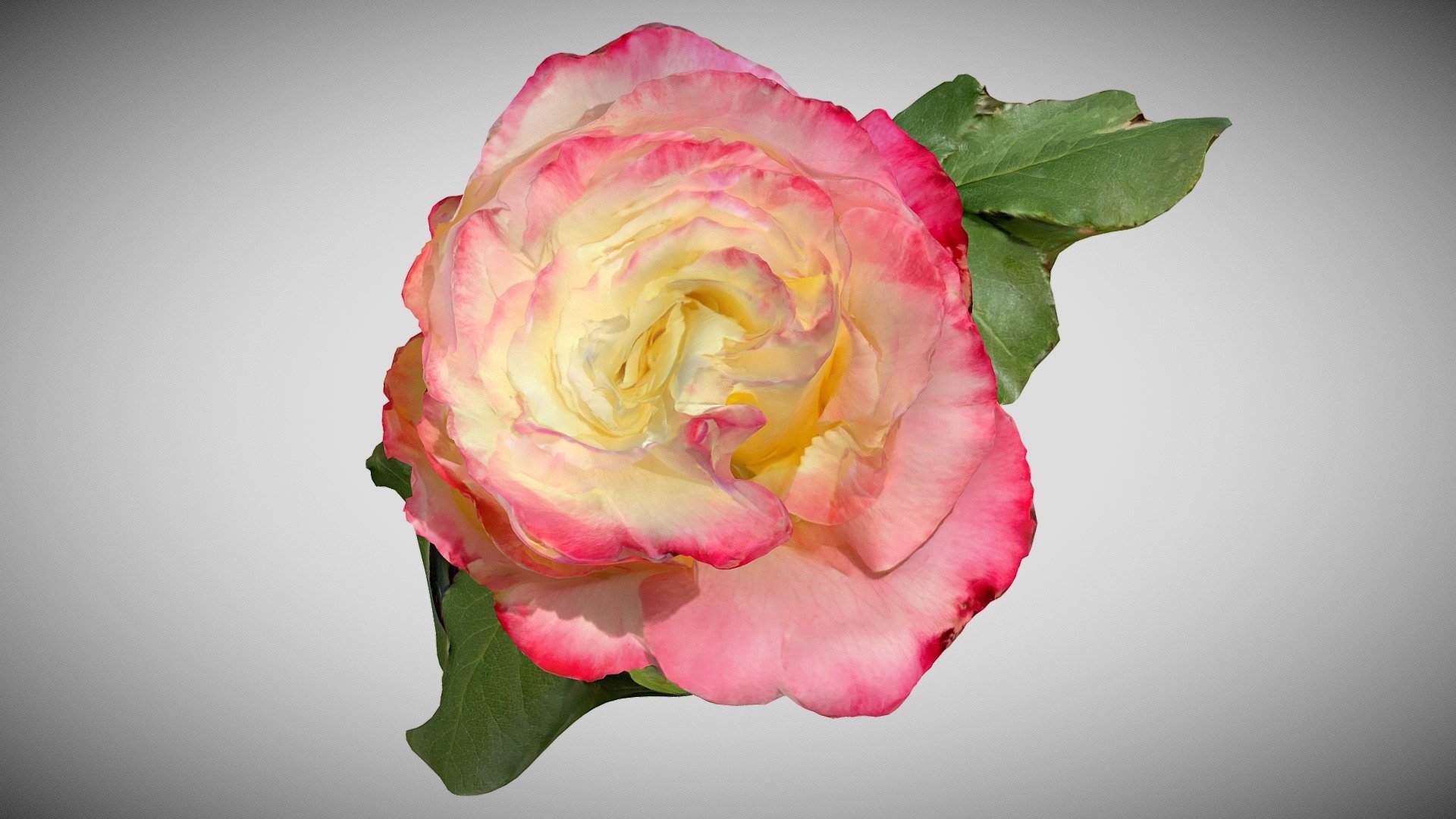 Double Delight rose scan - 3D model by Laurie Annis (@laurieannis ...
