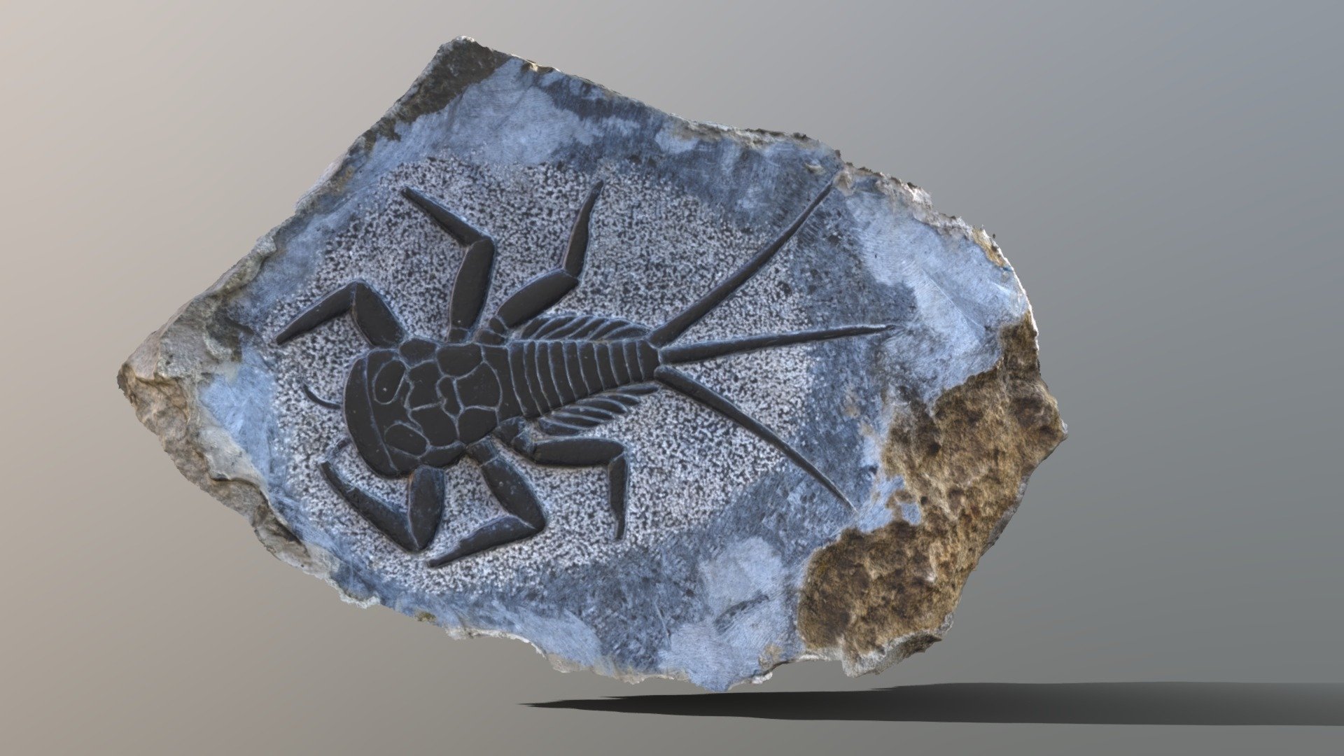 Insect fossil marker, Teesdale, County Durham UK - Buy Royalty Free 3D ...