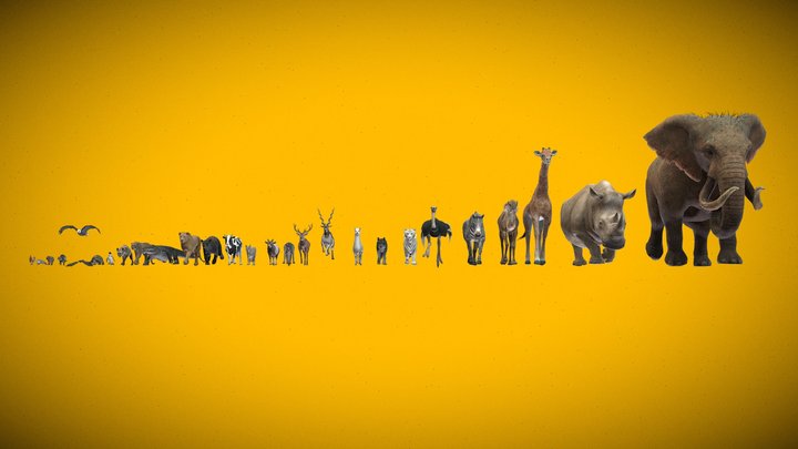 Zebra 3D models - Sketchfab