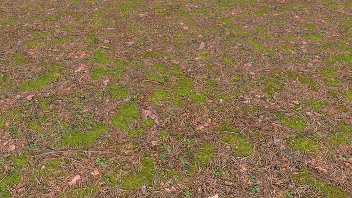 Mossy-forest-ground 3D models - Sketchfab