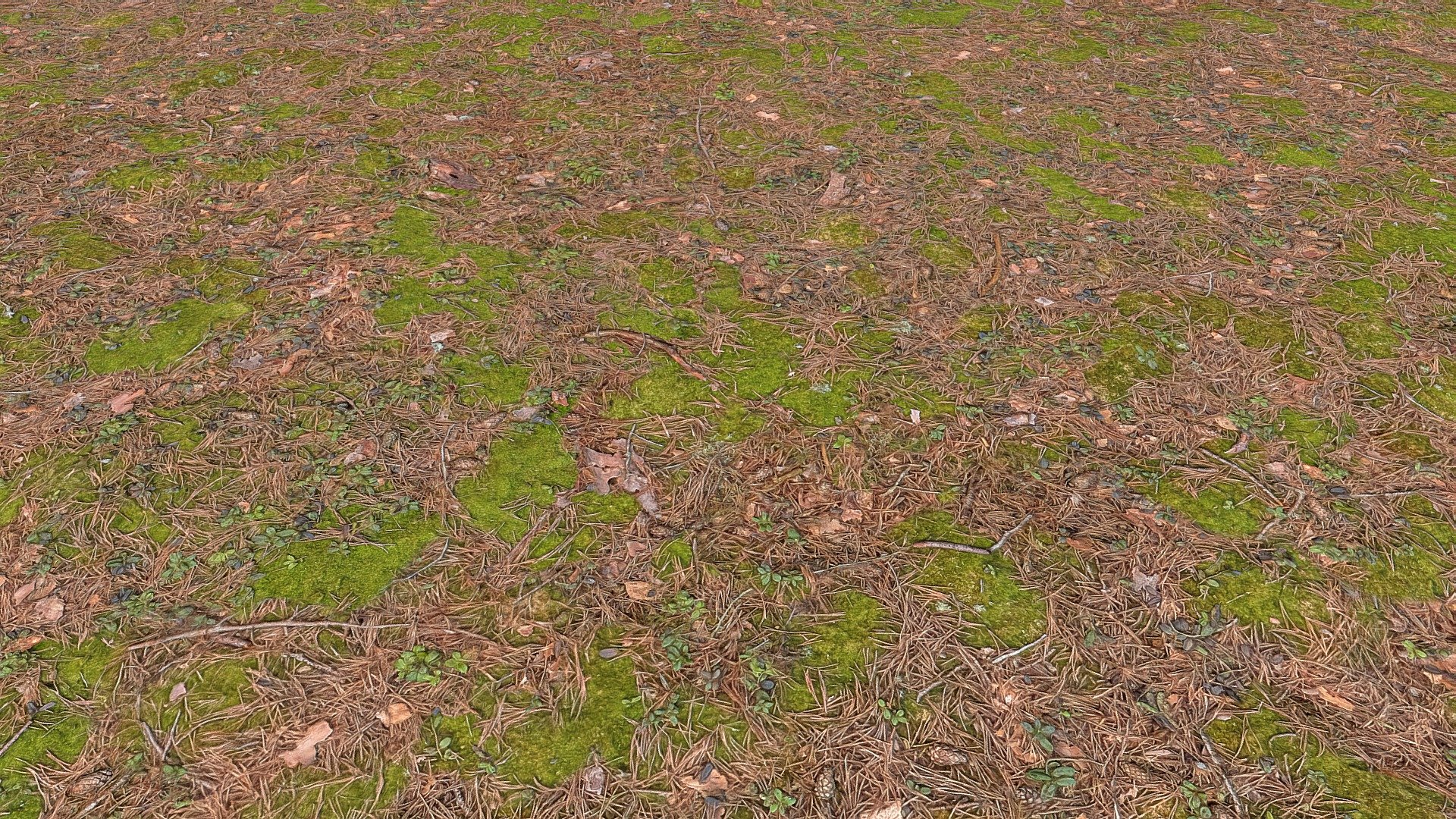 Mossy Forest Ground Texture - 3D model by kjetil myhren (@kjetilmyhren) [91bbe28] - Sketchfab