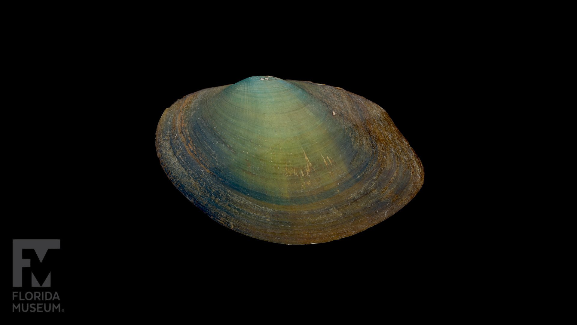 Pleiodon ovatus - Freshwater Mussel - 3D model by FloridaMuseum ...