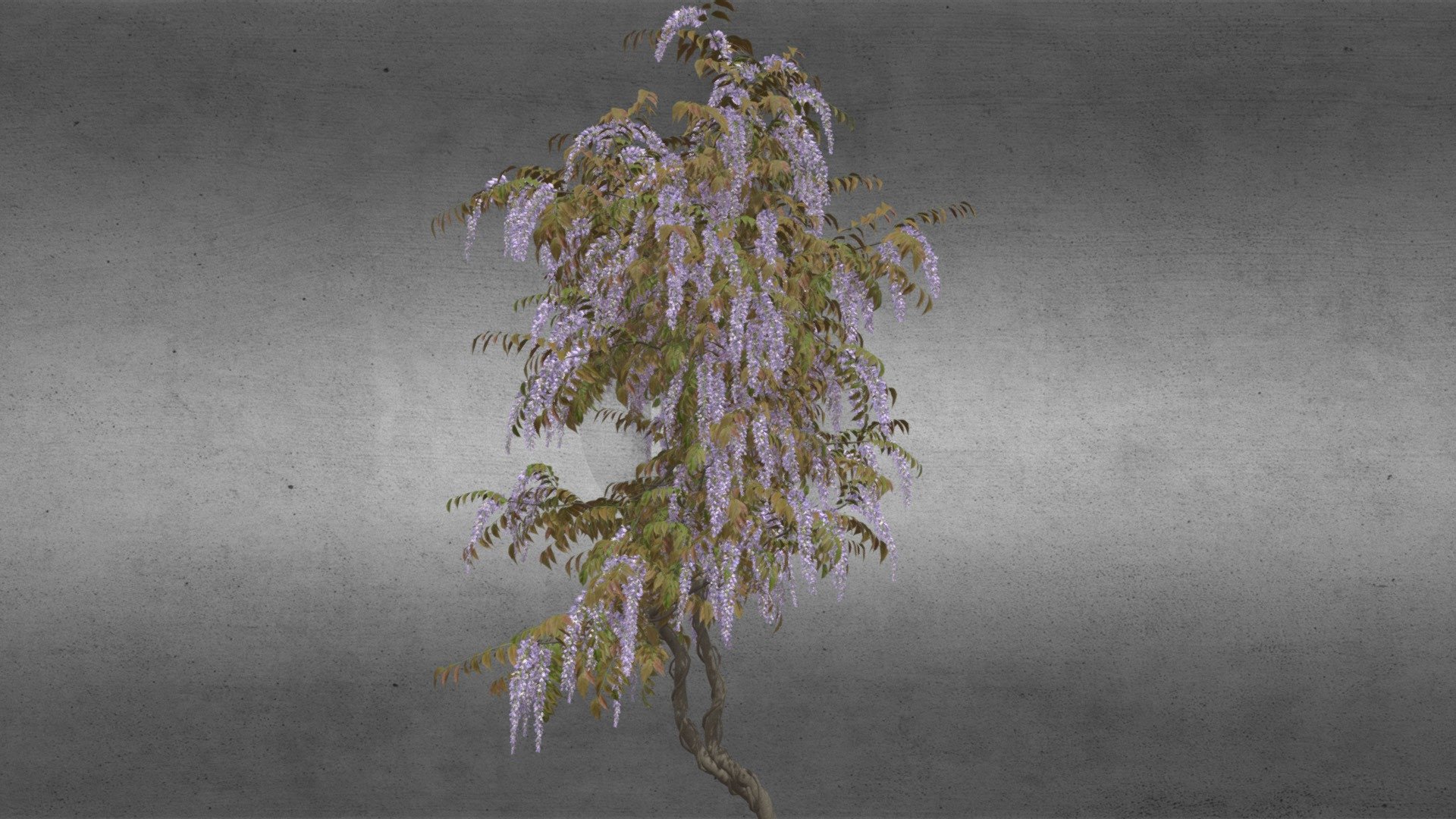 Wisteria brachybotrys 03 - Download Free 3D model by André Murrugarra ...