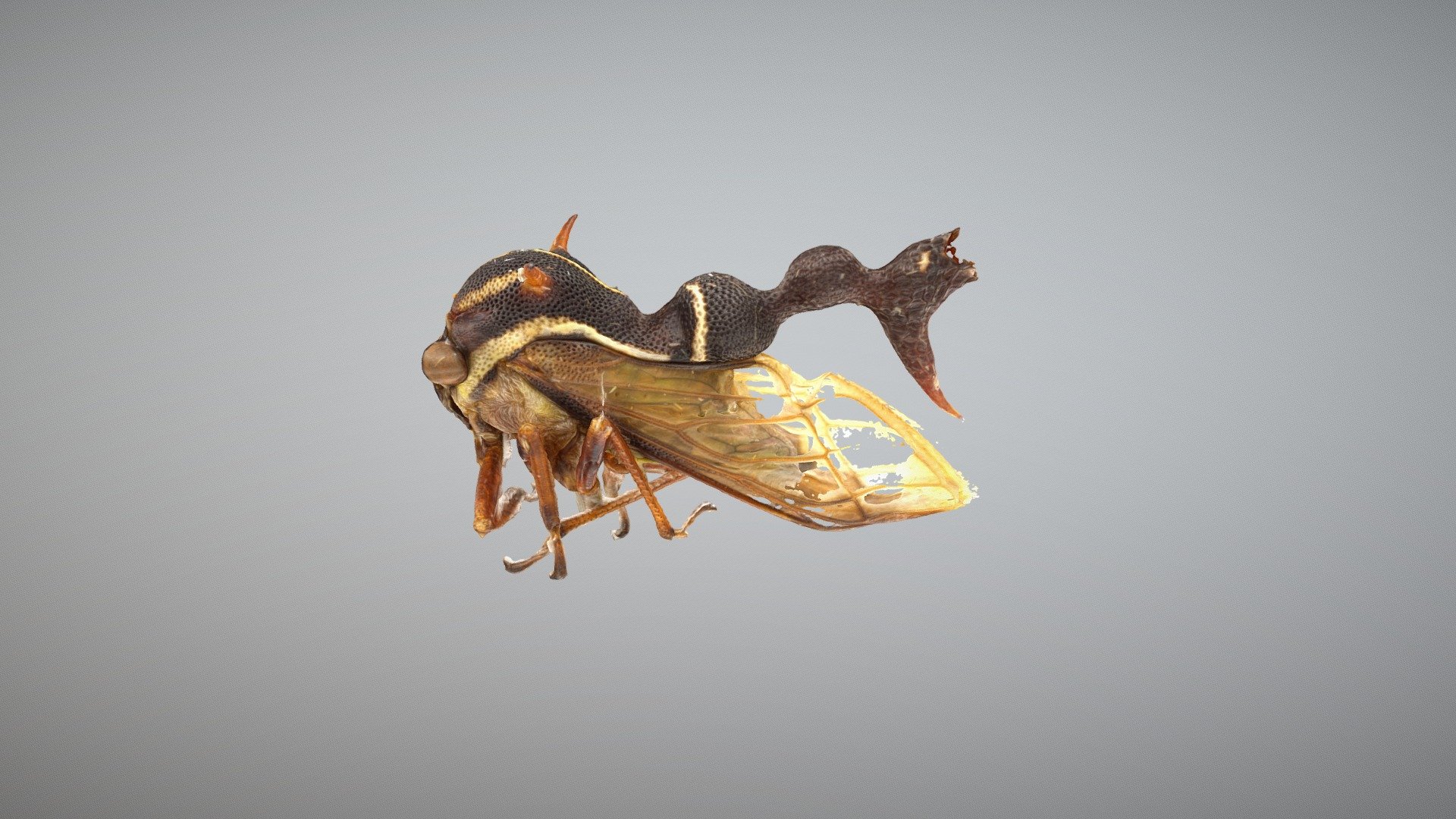 Treehopper_2X - Download Free 3D model by UConn Library (@uconn_library) [91cafc0] - Sketchfab