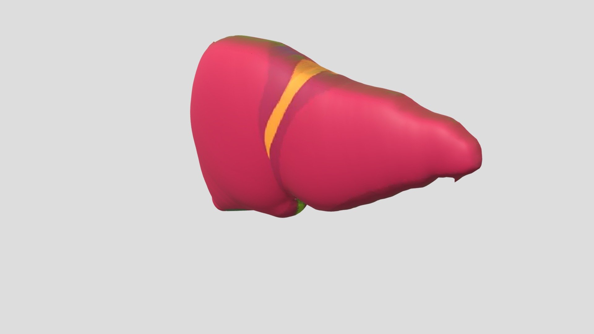 Liver - Download Free 3D model by rezahesti [91cc406] - Sketchfab