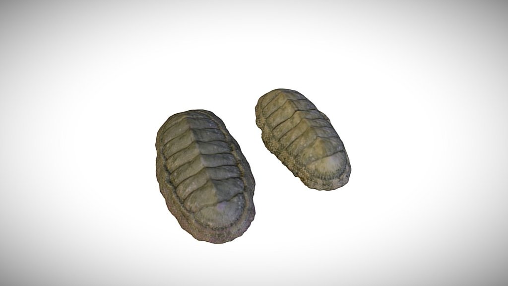 Chiton tuberculatus / CASIZ 83312 - 3D model by California Academy of ...