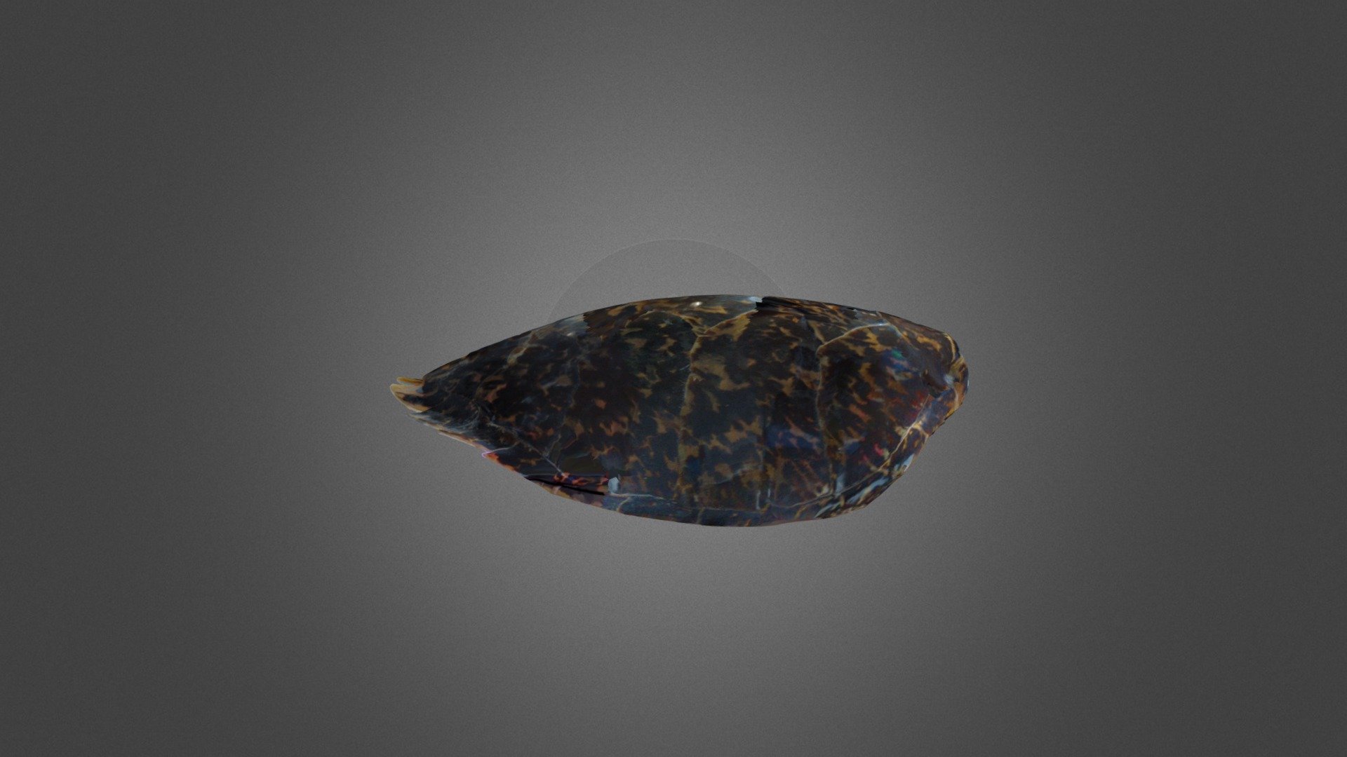 Sea Turtle Shell 3D Scan - 3D model by Cirrus.Pruchnicki [91d6d03 ...