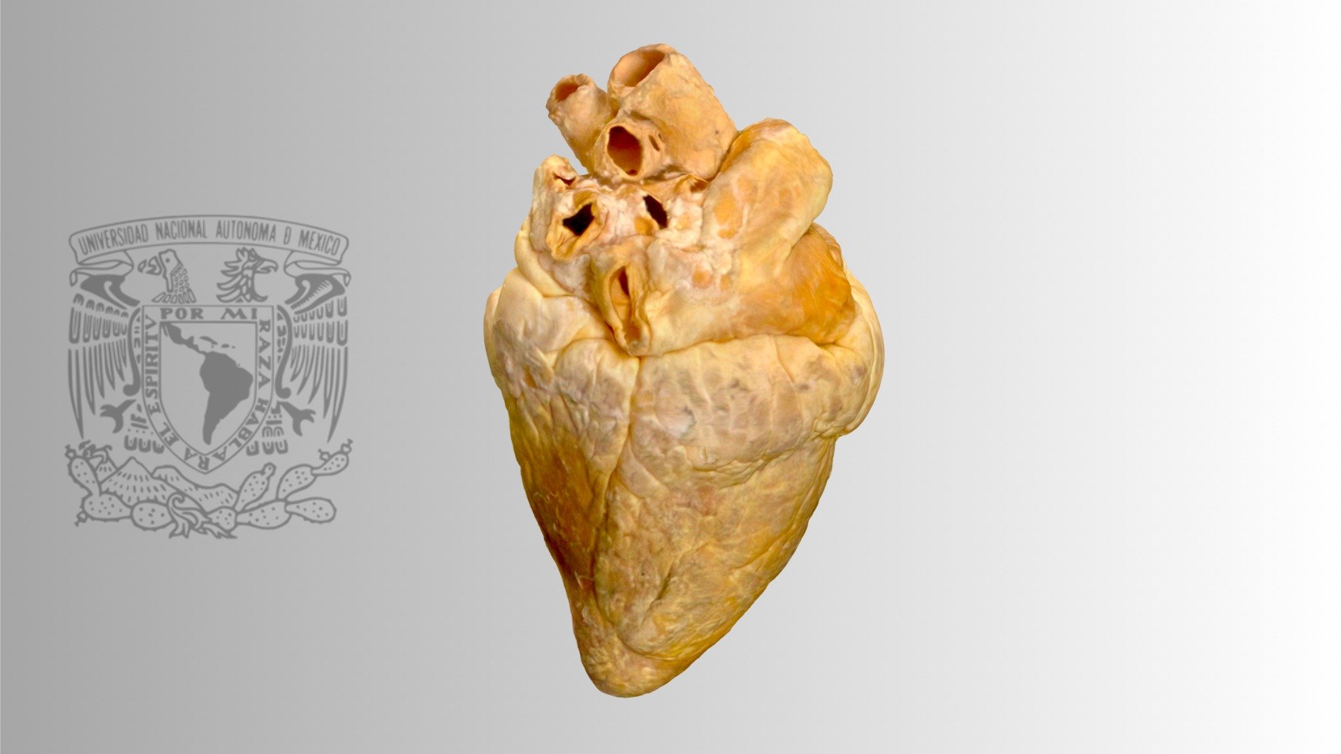 Corazón bovino - 3D model by Diego Mauricio Vera Rdz (@dmverarodriguez ...