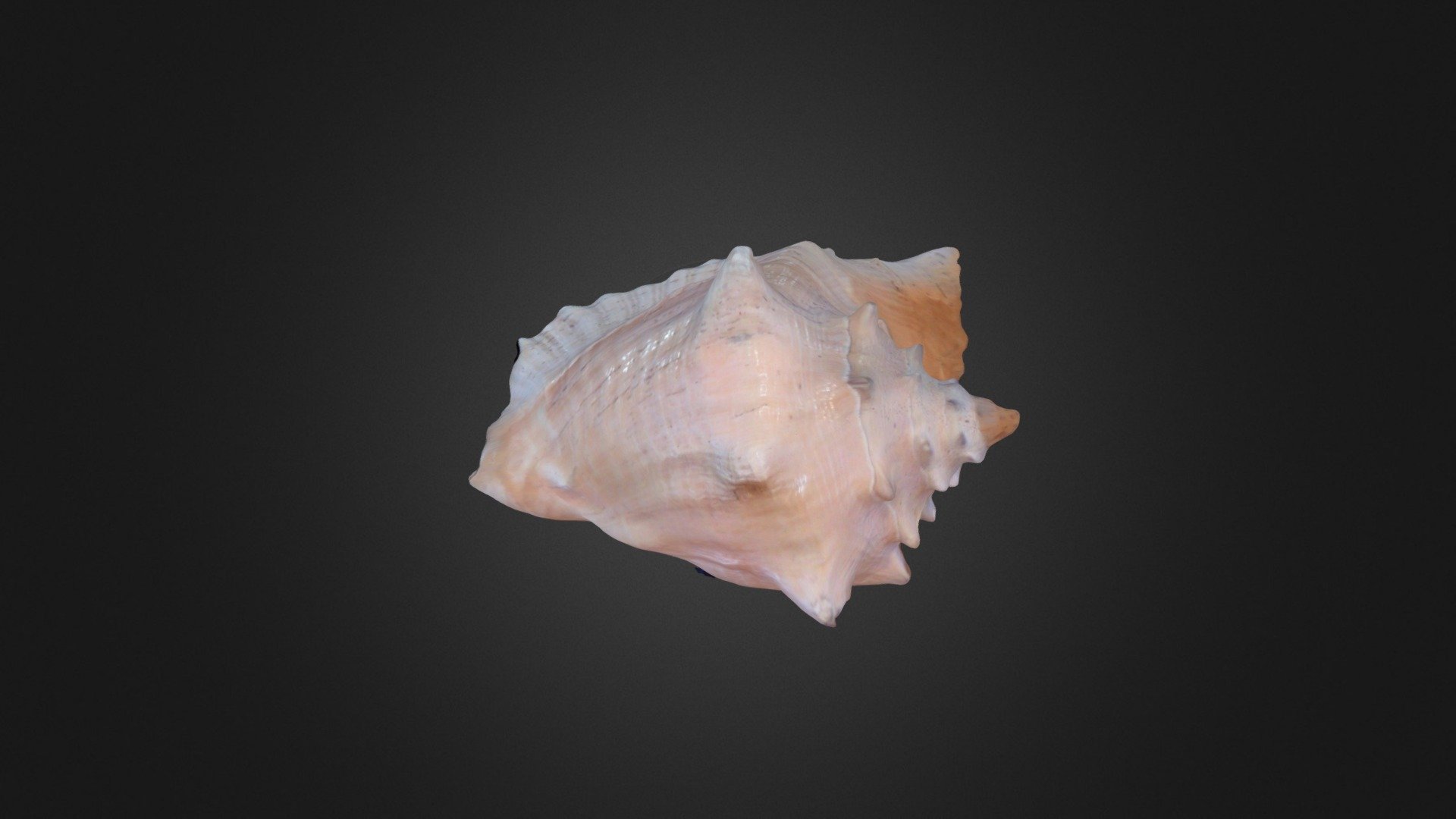 Conch Shell - 3D model by Humphrey The 3D Bear (@humphrey) [91dc3ff ...