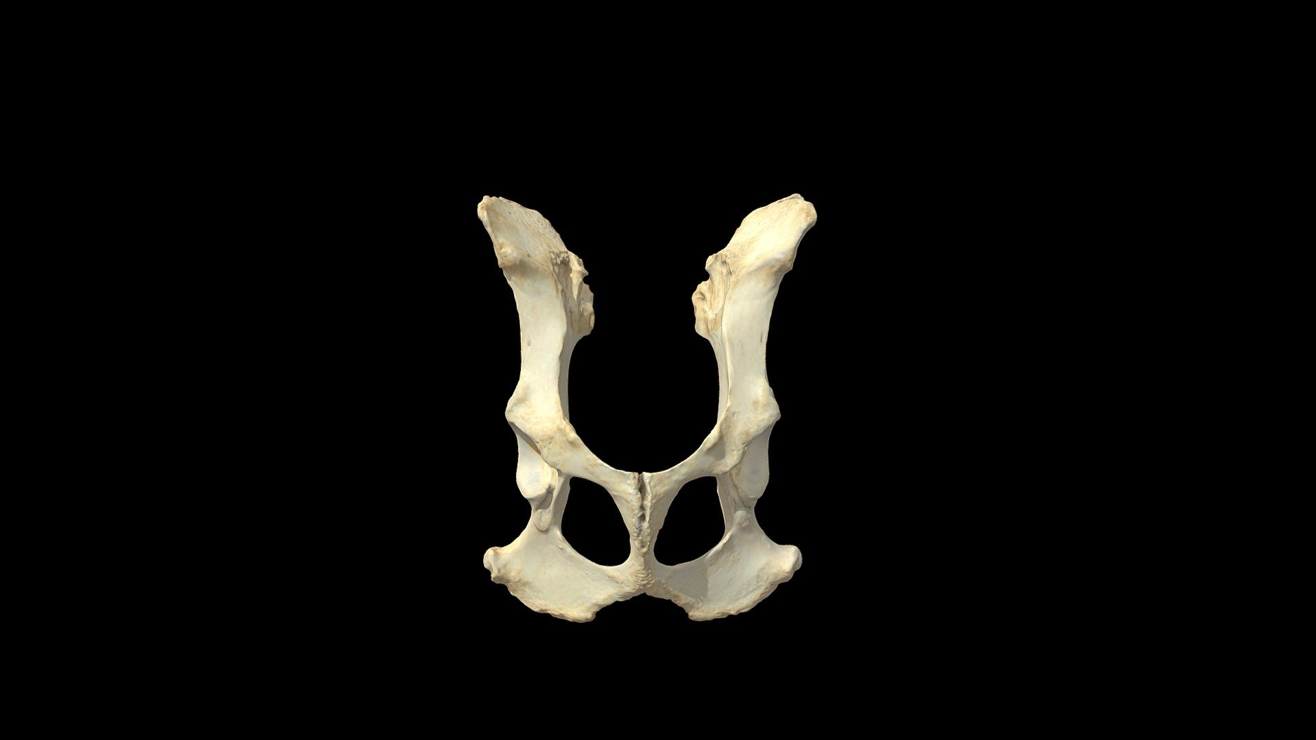 Dog Pelvis - 3D model by CAPHIL [91dd92a] - Sketchfab