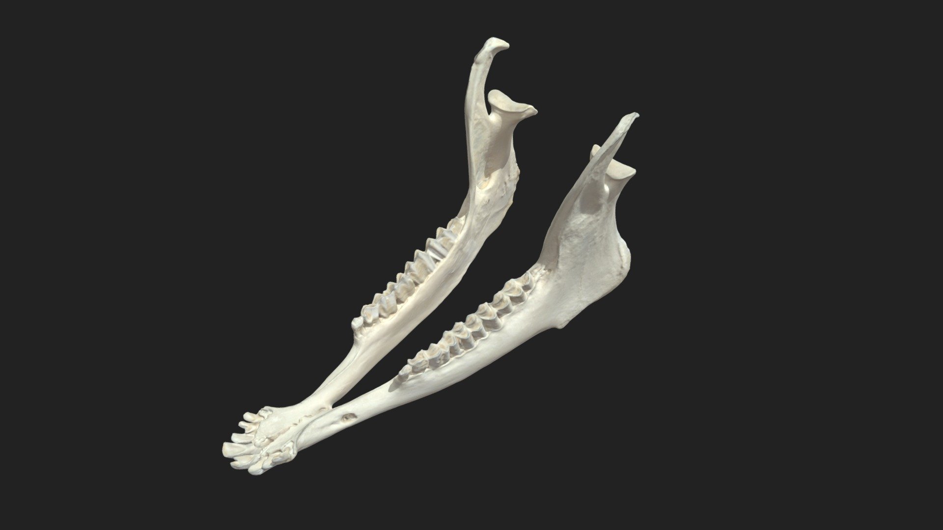 lower jaw (mandibula) goat - 3D model by vetanatMunich [91de40f ...