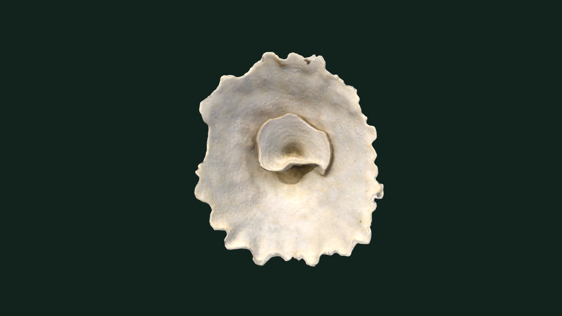 Crucibulum costata - Buy Royalty Free 3D model by Shellie Luallin ...
