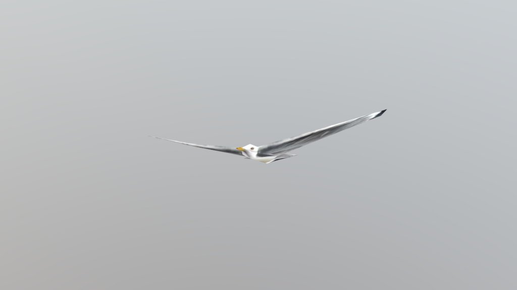 Derpy Seagull - Download Free 3D model by RooMan93 [91e9c4b] - Sketchfab