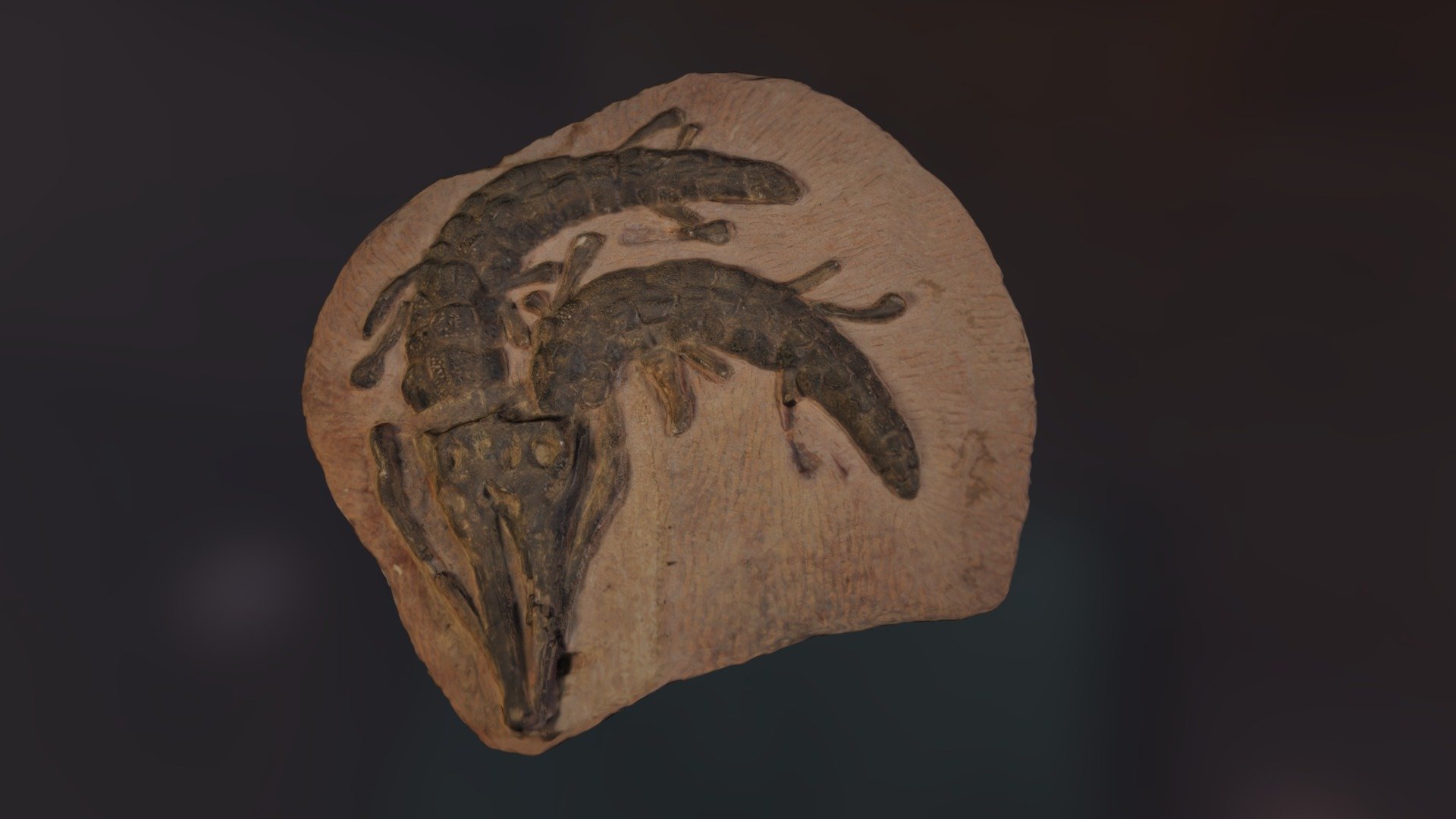 810 - 3D model by 3D Fossil Model (@goldenage2021) [91ed473] - Sketchfab