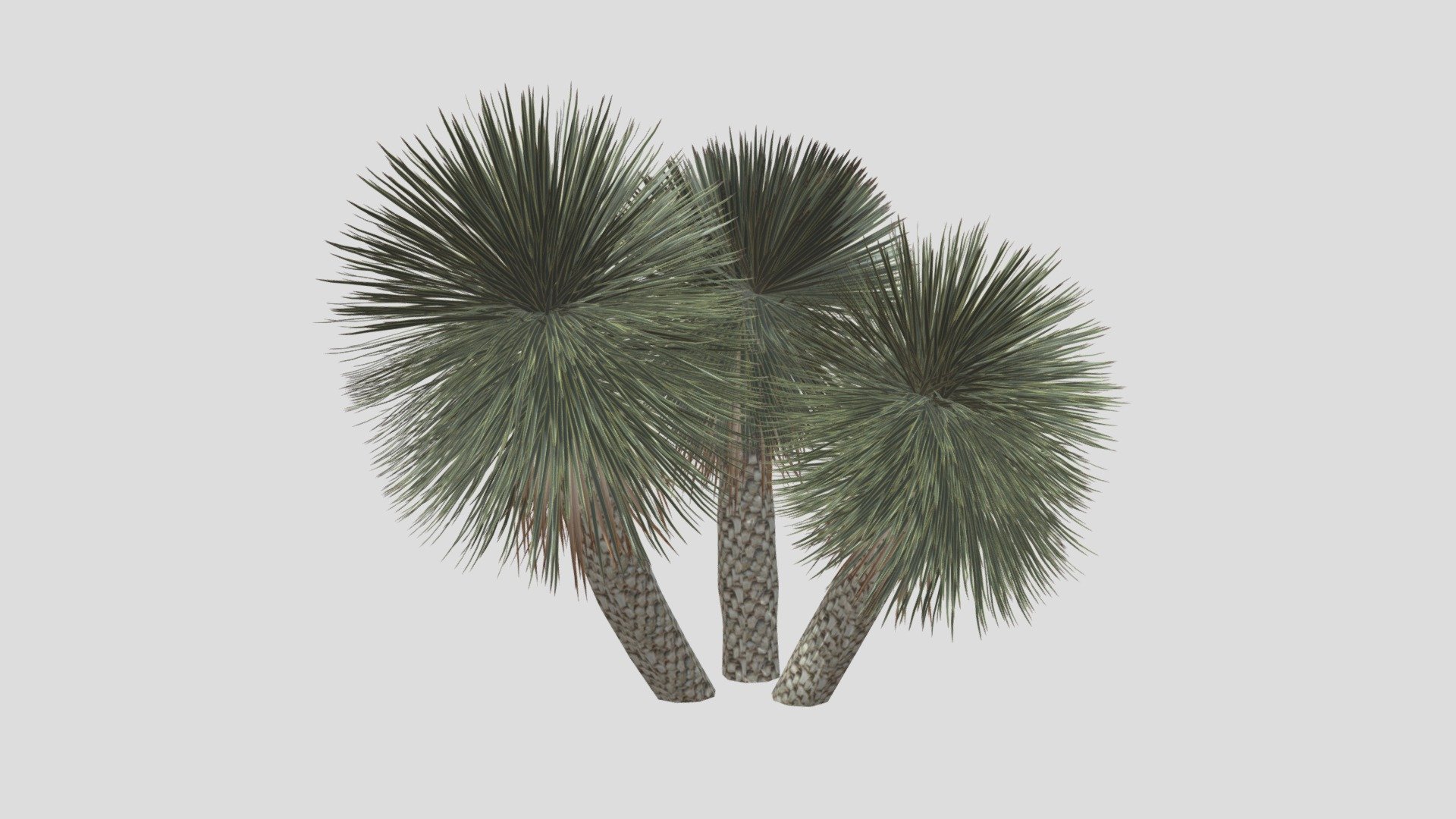 3 Head Beaked Yucca - Yucca Rostrata - 3D model by LocalPlantSupply ...