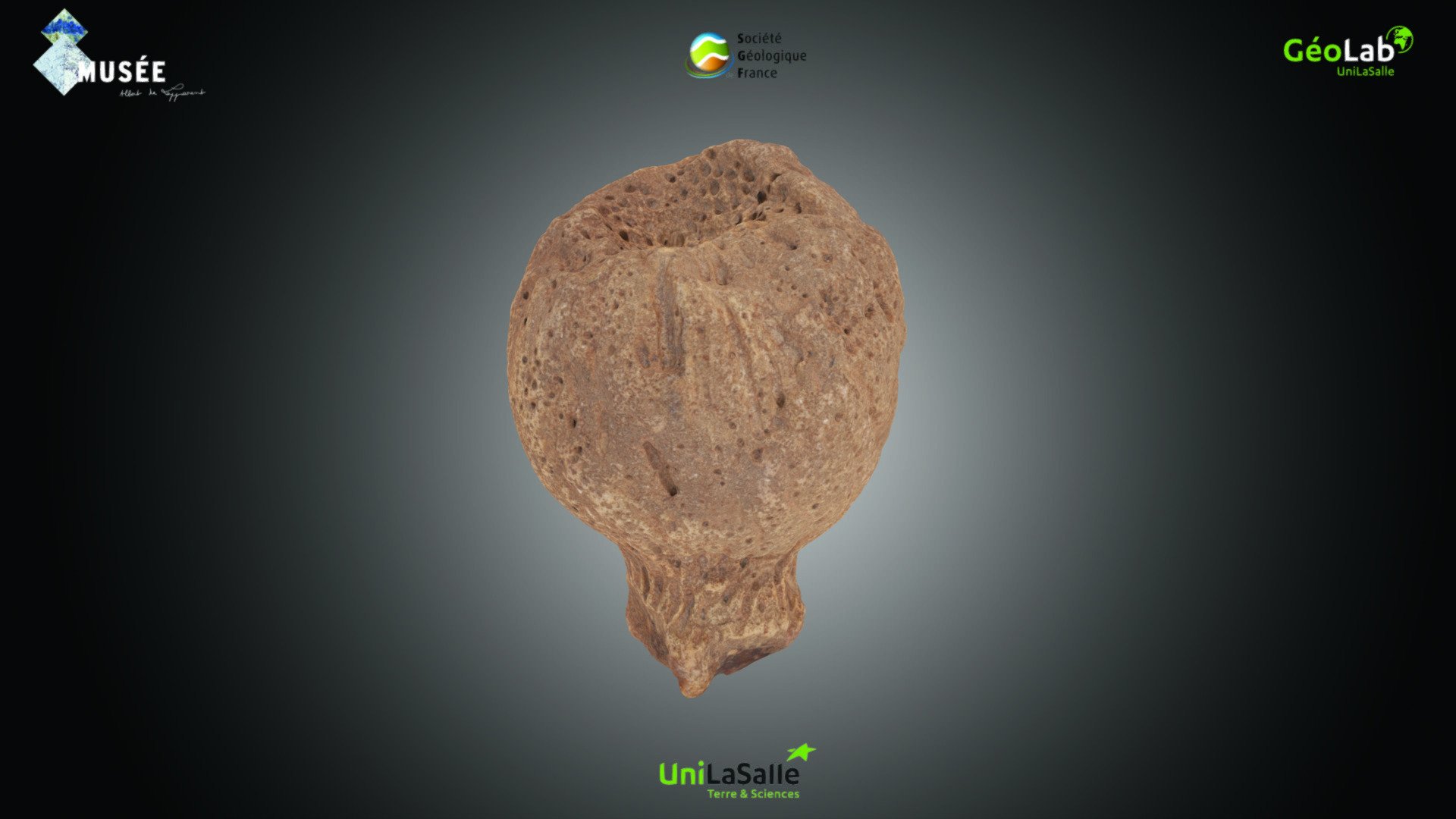 Porifere - Siphonia sp. - Download Free 3D model by Société Géologique ...