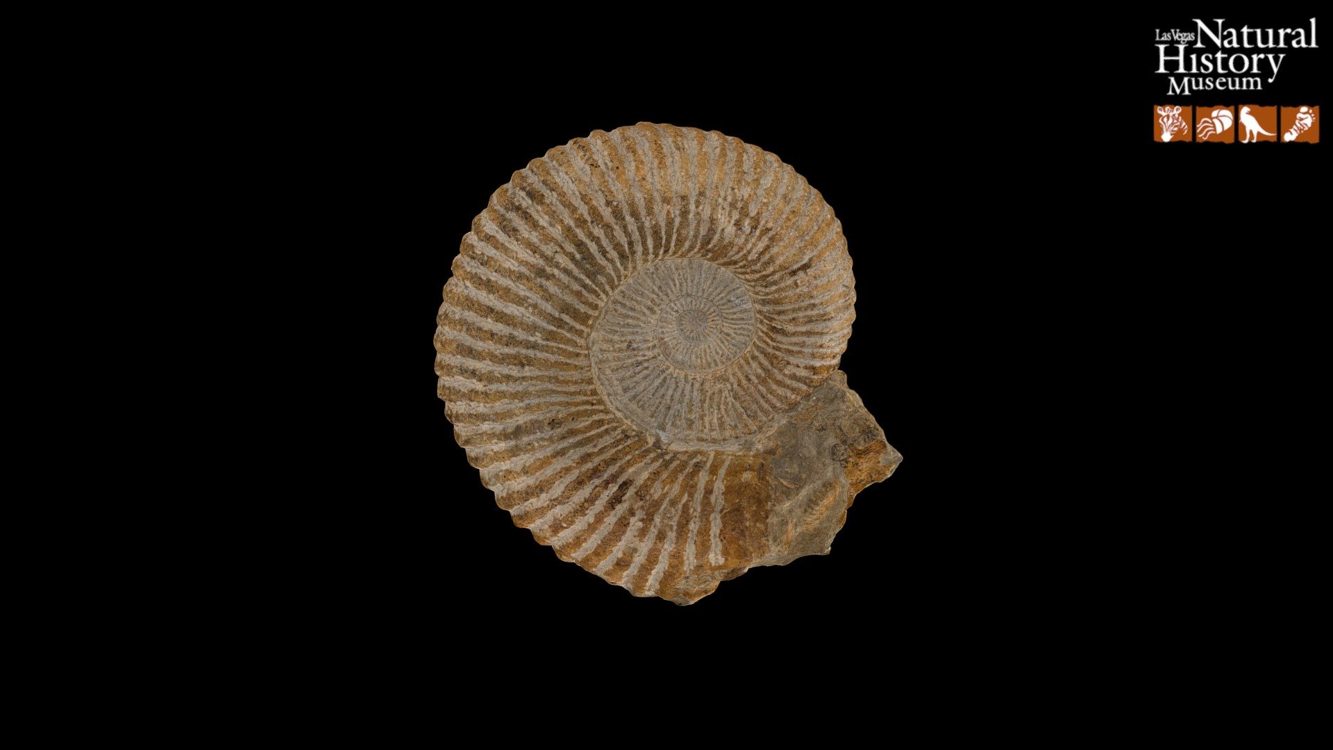 Large Ammonite - Download Free 3D model by Las Vegas Natural History ...