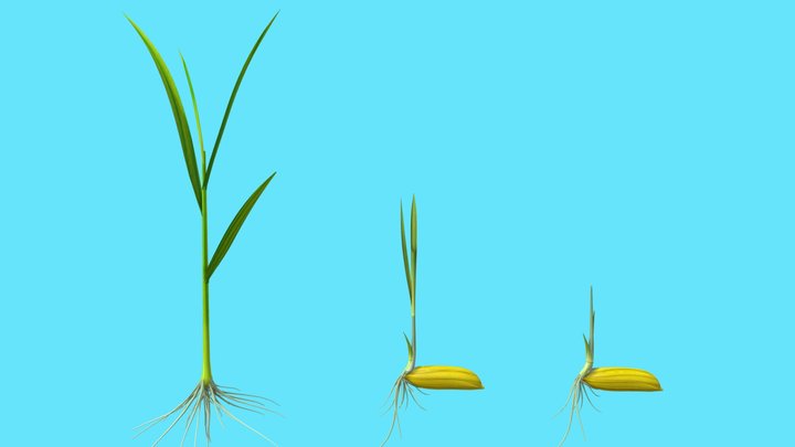 Seed 3D models - Sketchfab