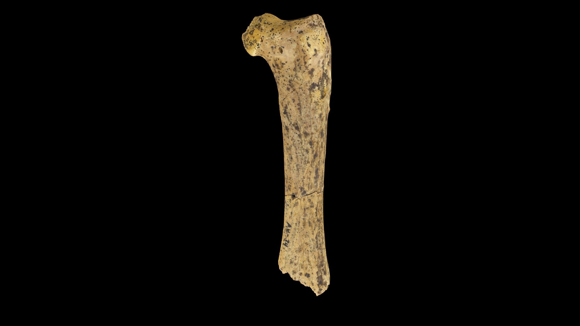 Femur of a bony-toothed bird (proximal part) - Download Free 3D model ...
