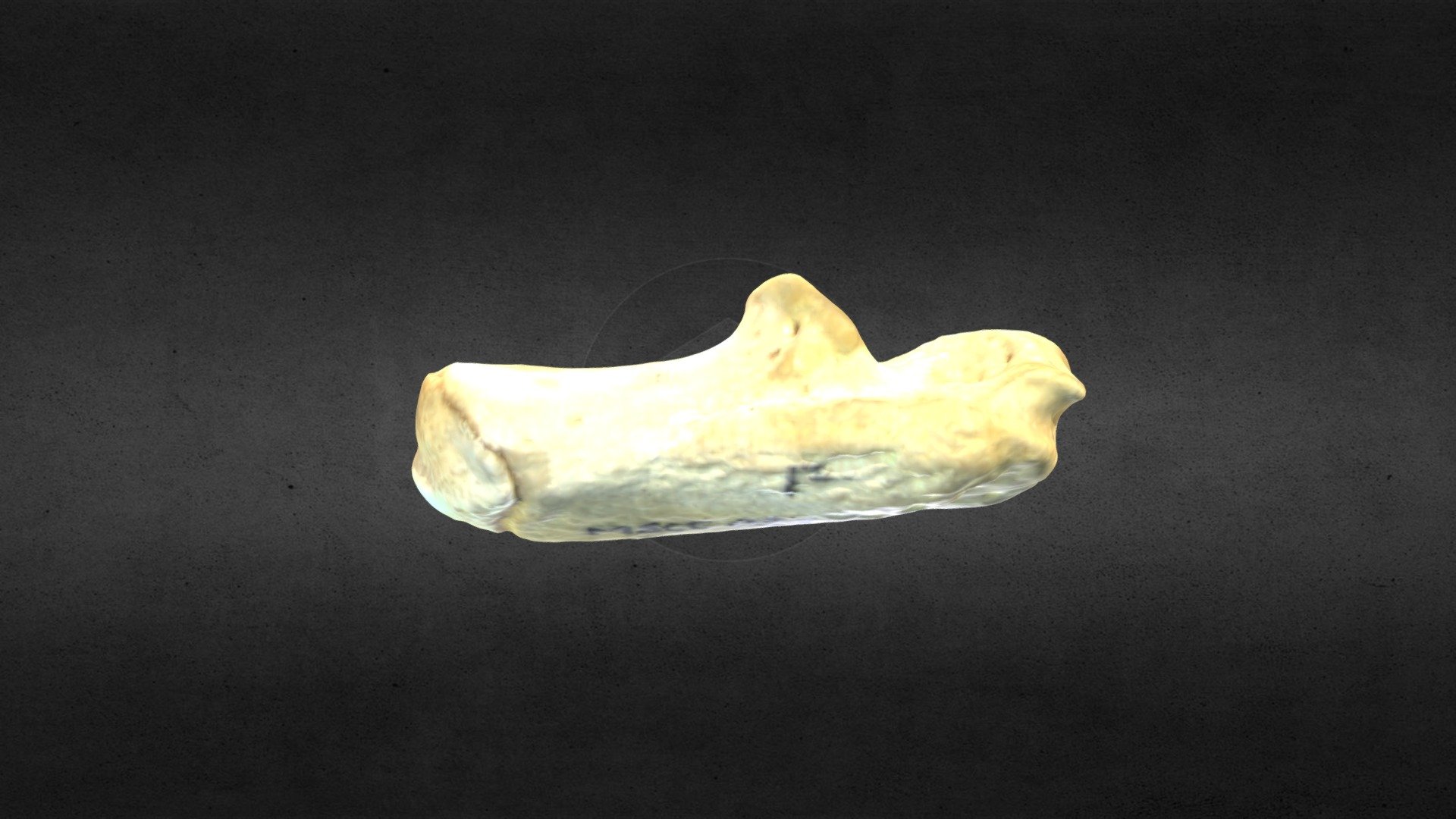 MSCC026 Castor canadensis Right Calcaneus - Download Free 3D model by ...