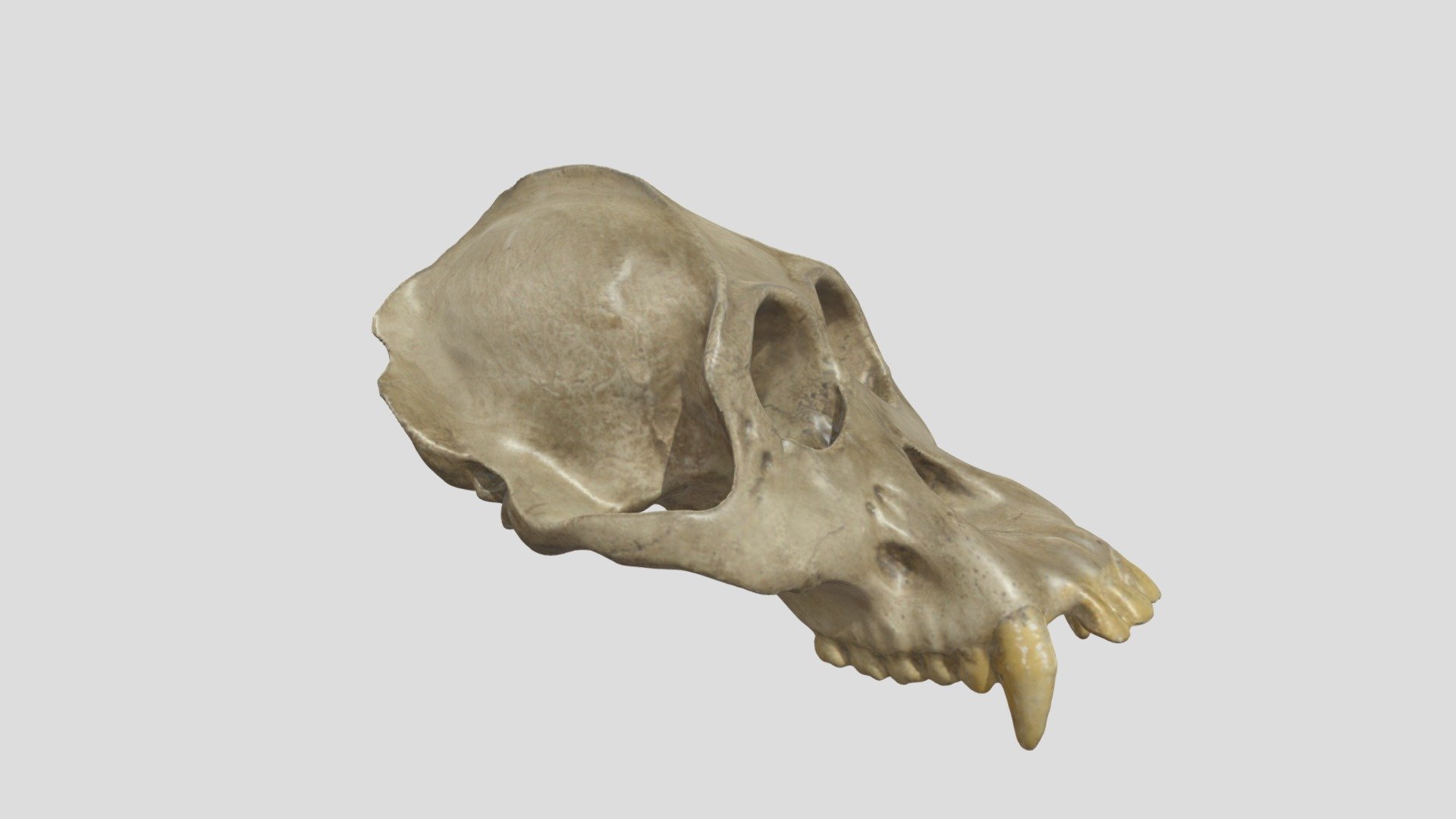 Pongo pygmaeus mâle - Download Free 3D model by Service de biologie du ...