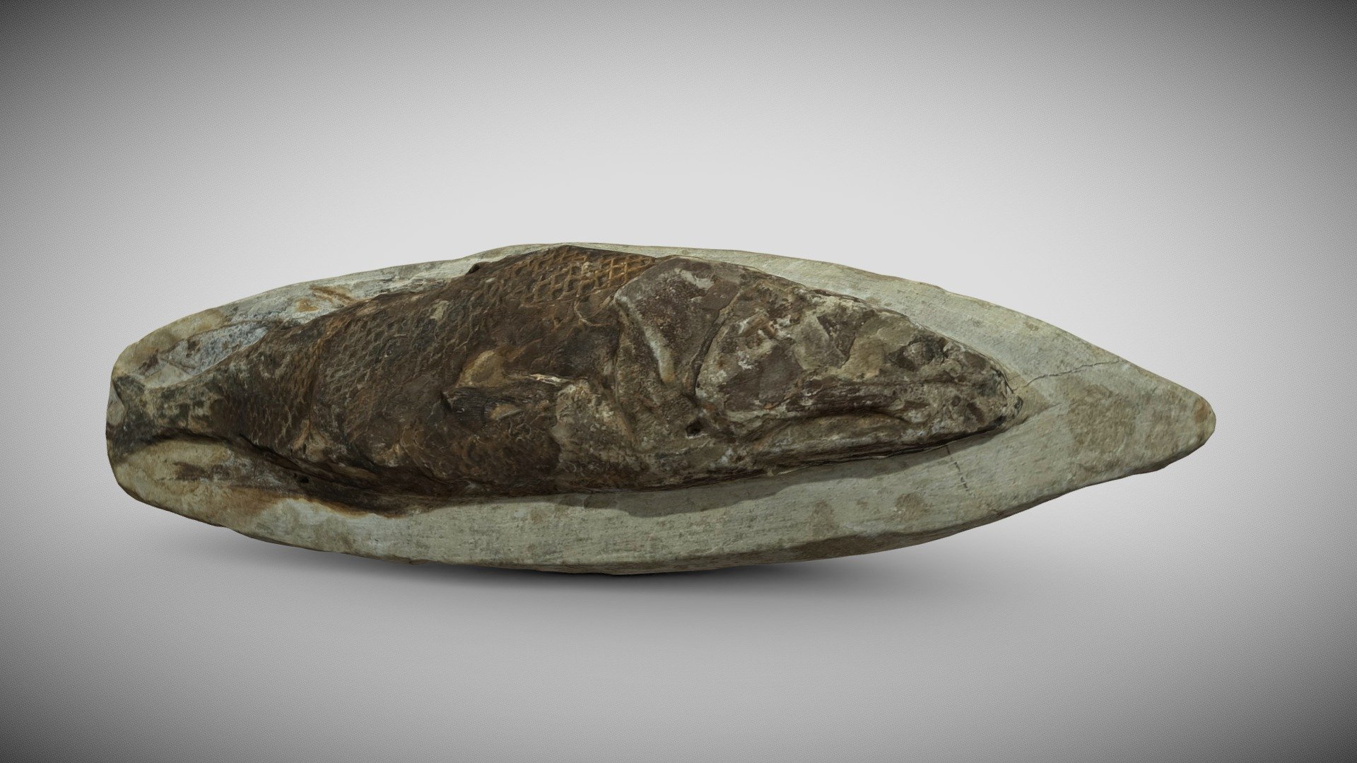 Petrified Fish (Photogrammetry) - Buy Royalty Free 3D model by ...