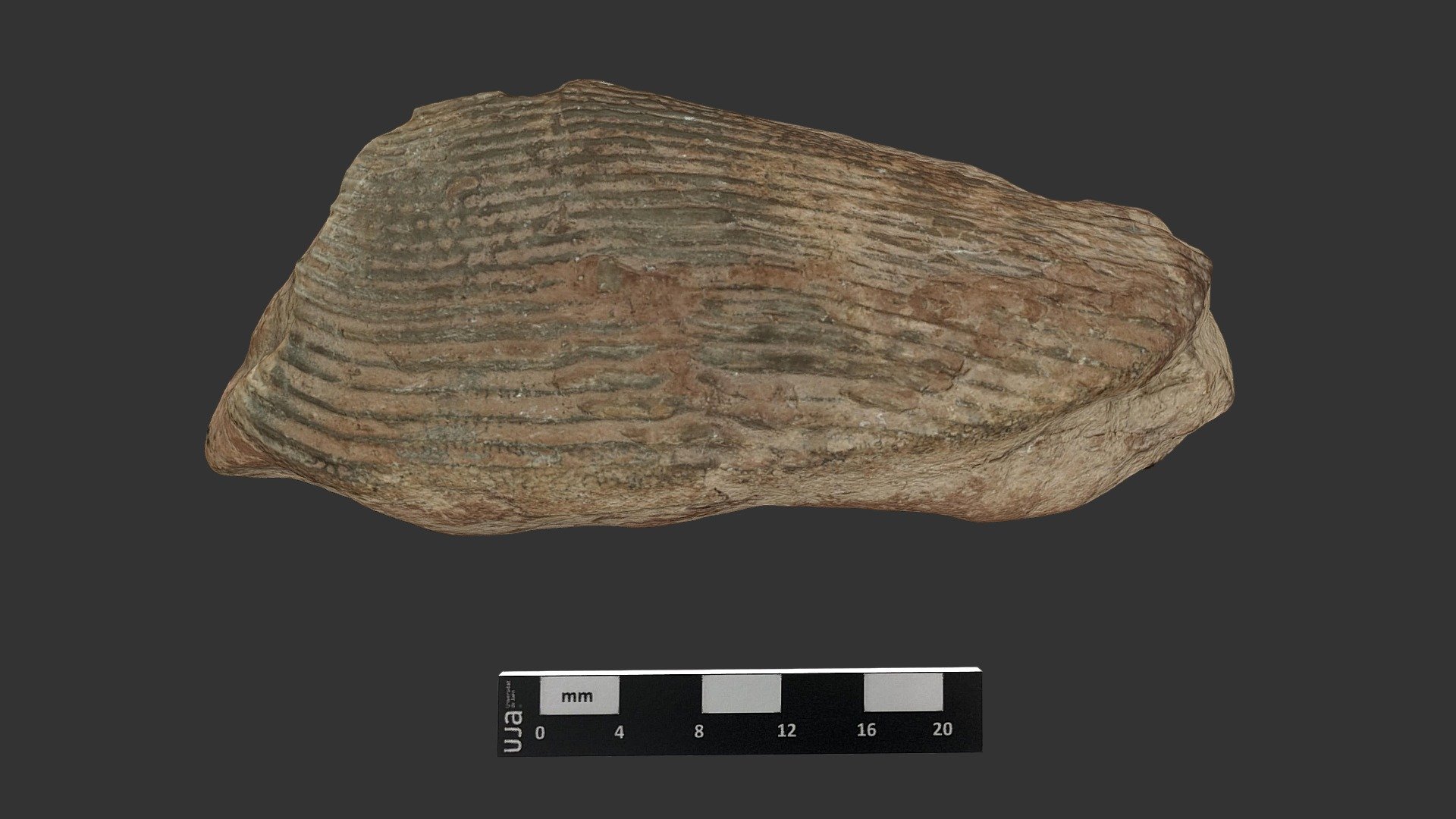 APTYCHUS (Lamellaptychus, Jurásico, Jaén) - 3D model by PALEOV-UJA ...