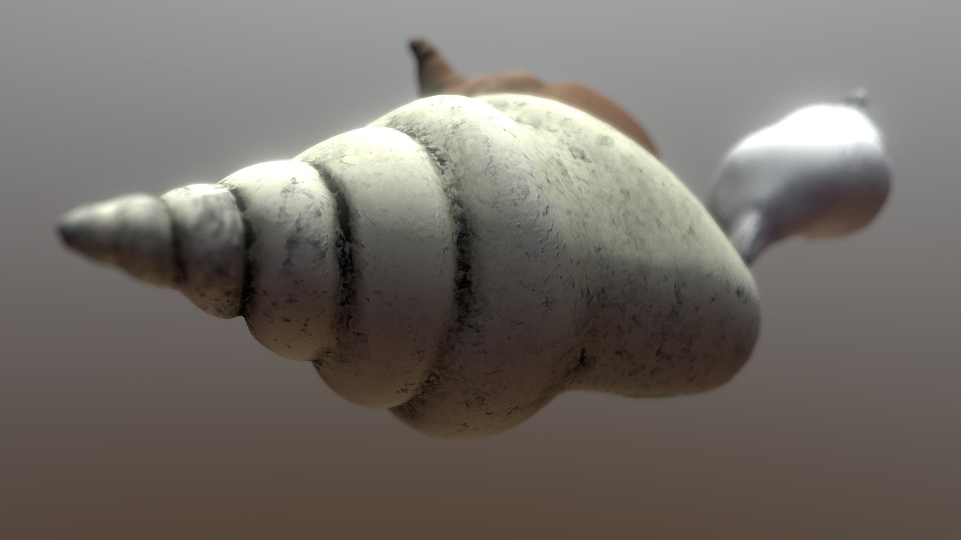 Kerang - 3D model by Satria Negara (@itssatria) [92277c2] - Sketchfab