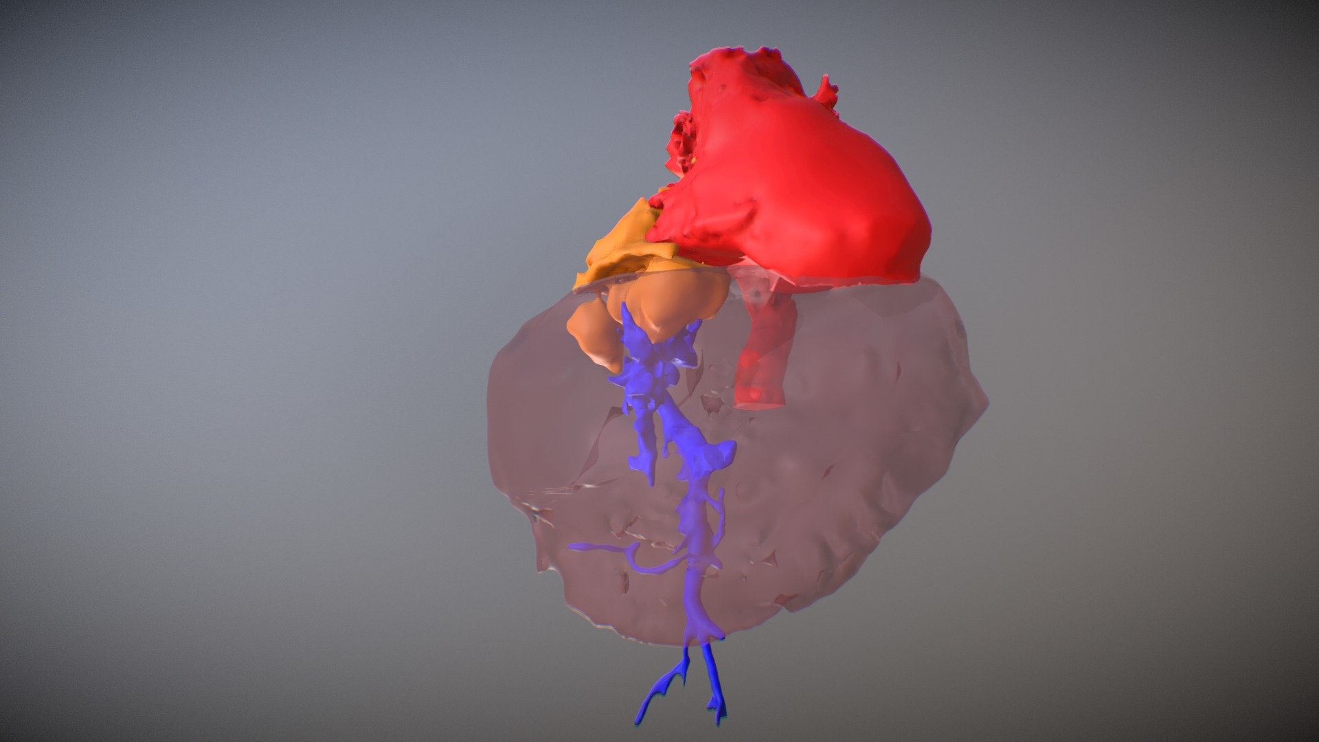 Liver - 3D model by HOLOCARE [9230e2a] - Sketchfab