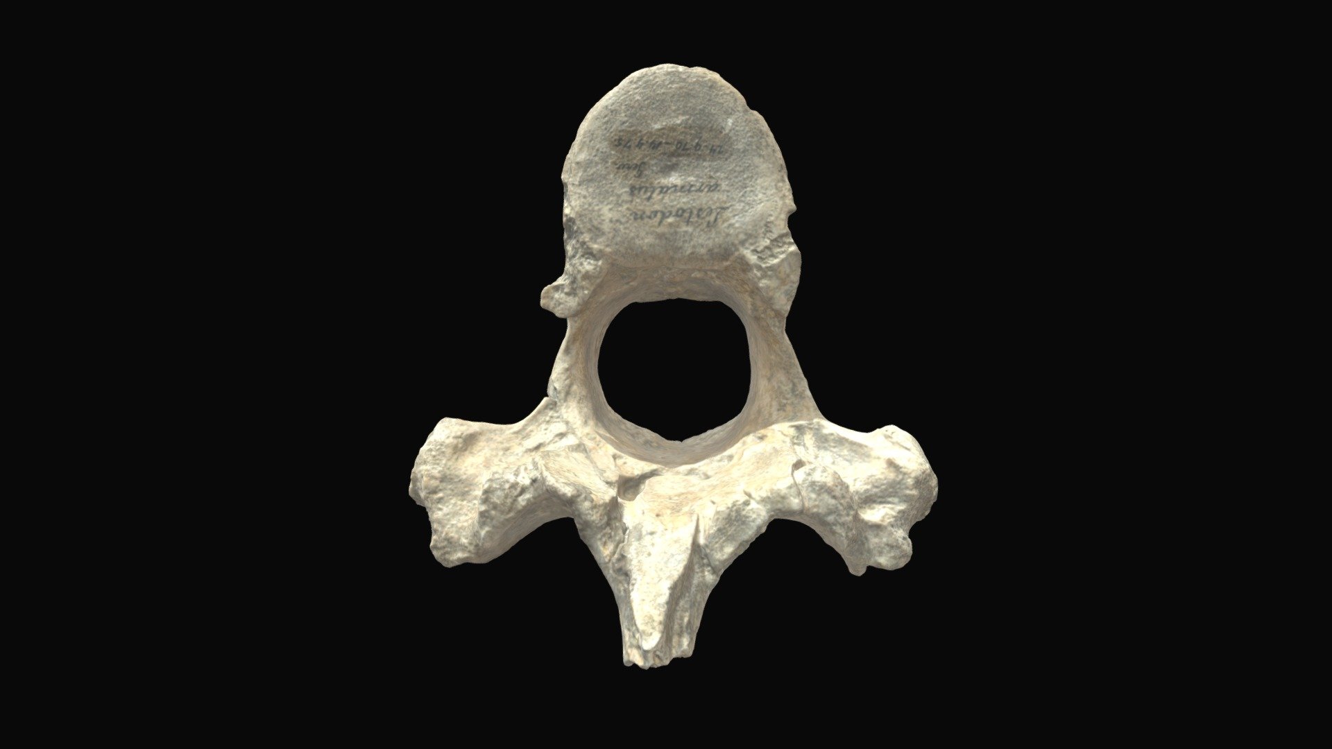 Giant Ground Sloth, vertebra - 3D model by nhmdenmark [92317c4] - Sketchfab