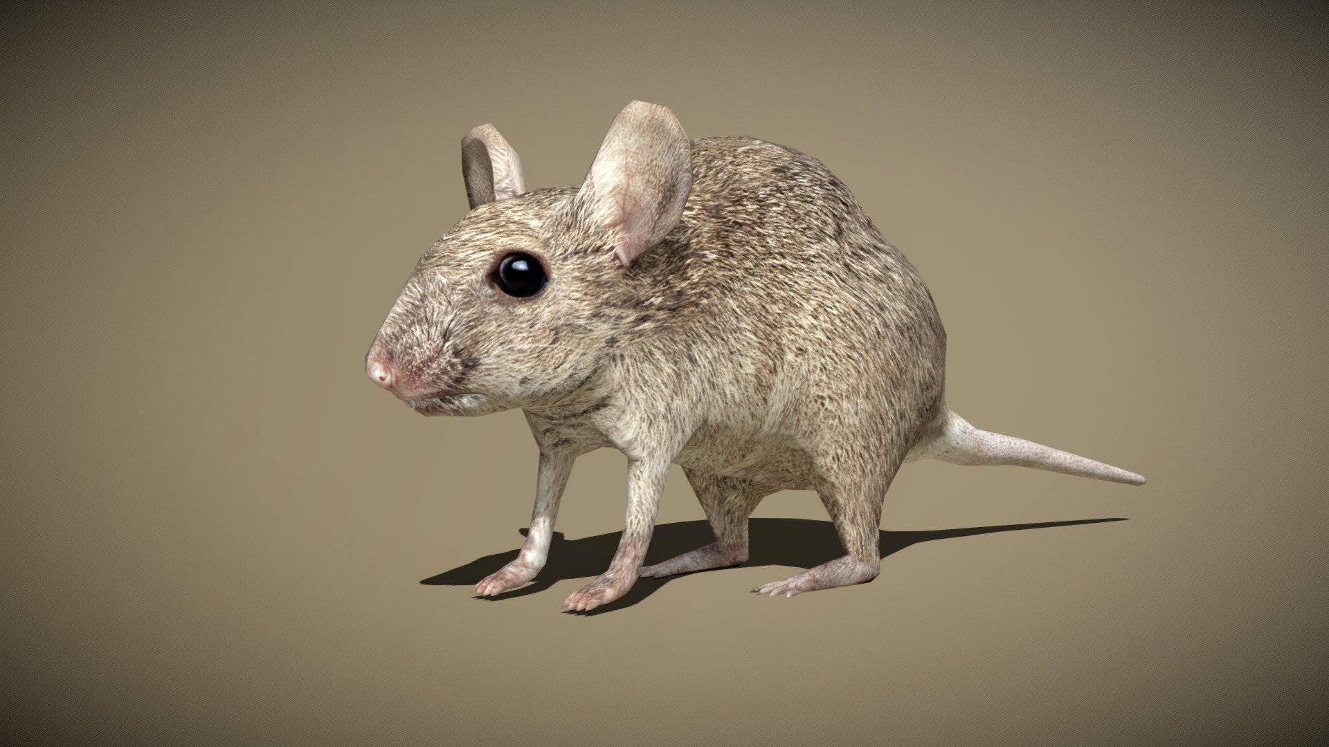 3DRT - birds and critters - mouse - 3D model by 3DRT.com [9231b66 ...