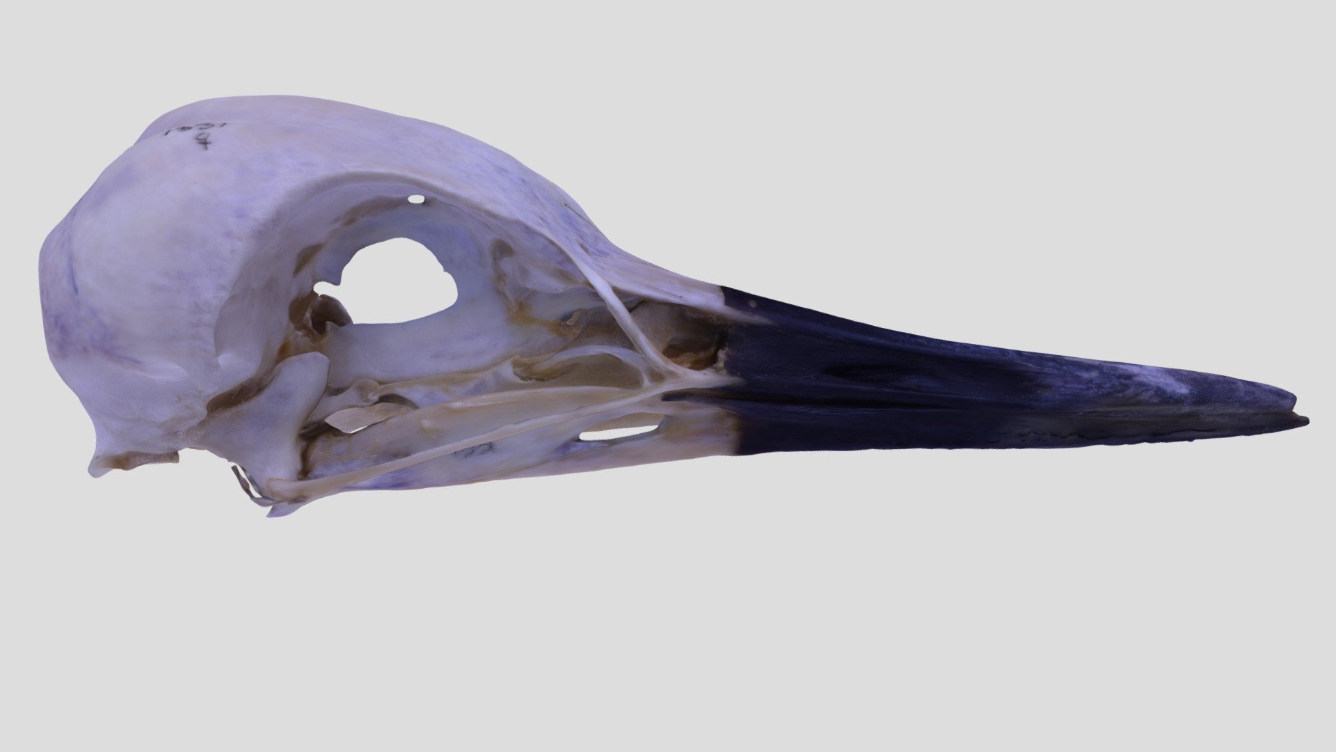 UWYMV:Bird:1331, Antigone canadensis, Skull - Download Free 3D model by ...