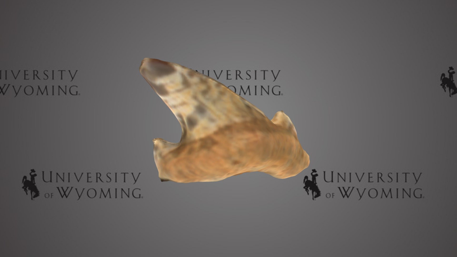 UW 46350 D - Chondrichthyes, Tooth - Download Free 3D model by ...